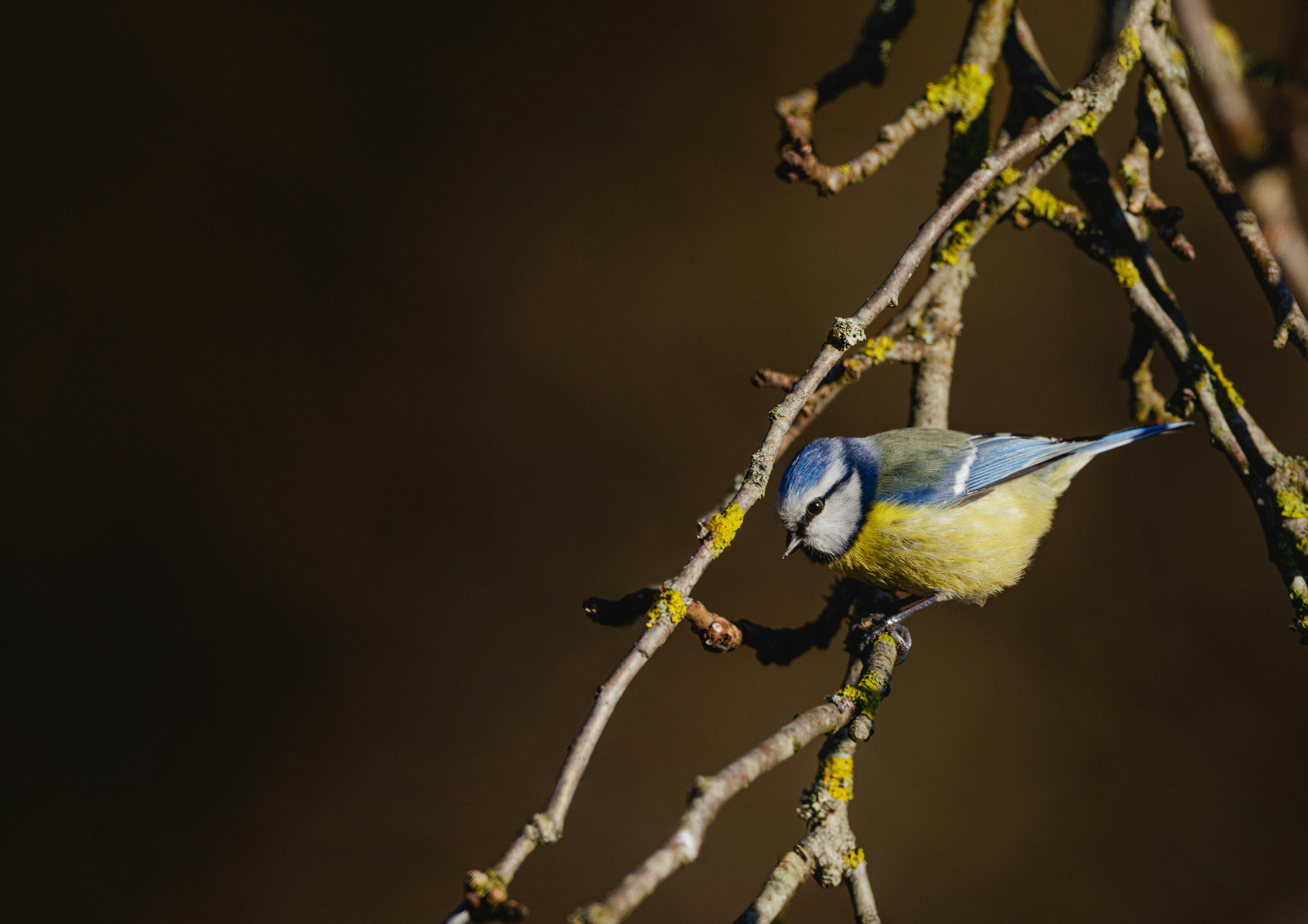 Blue Tit on a Lichen-Laced Branch Against a Blurred Backdrop