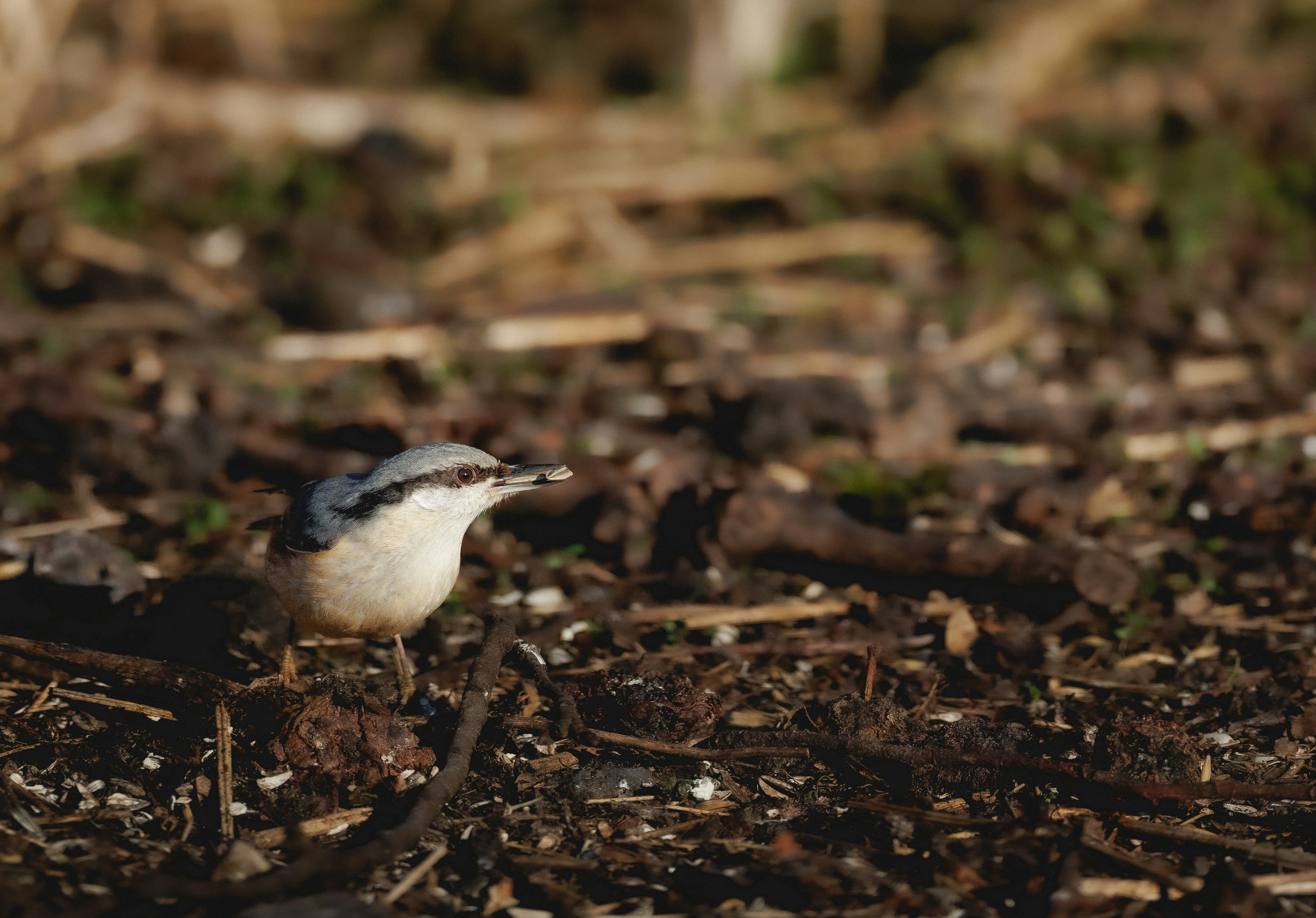 A Ground-Quiet Kingfisher: Steady Gaze Among Leaf Litter