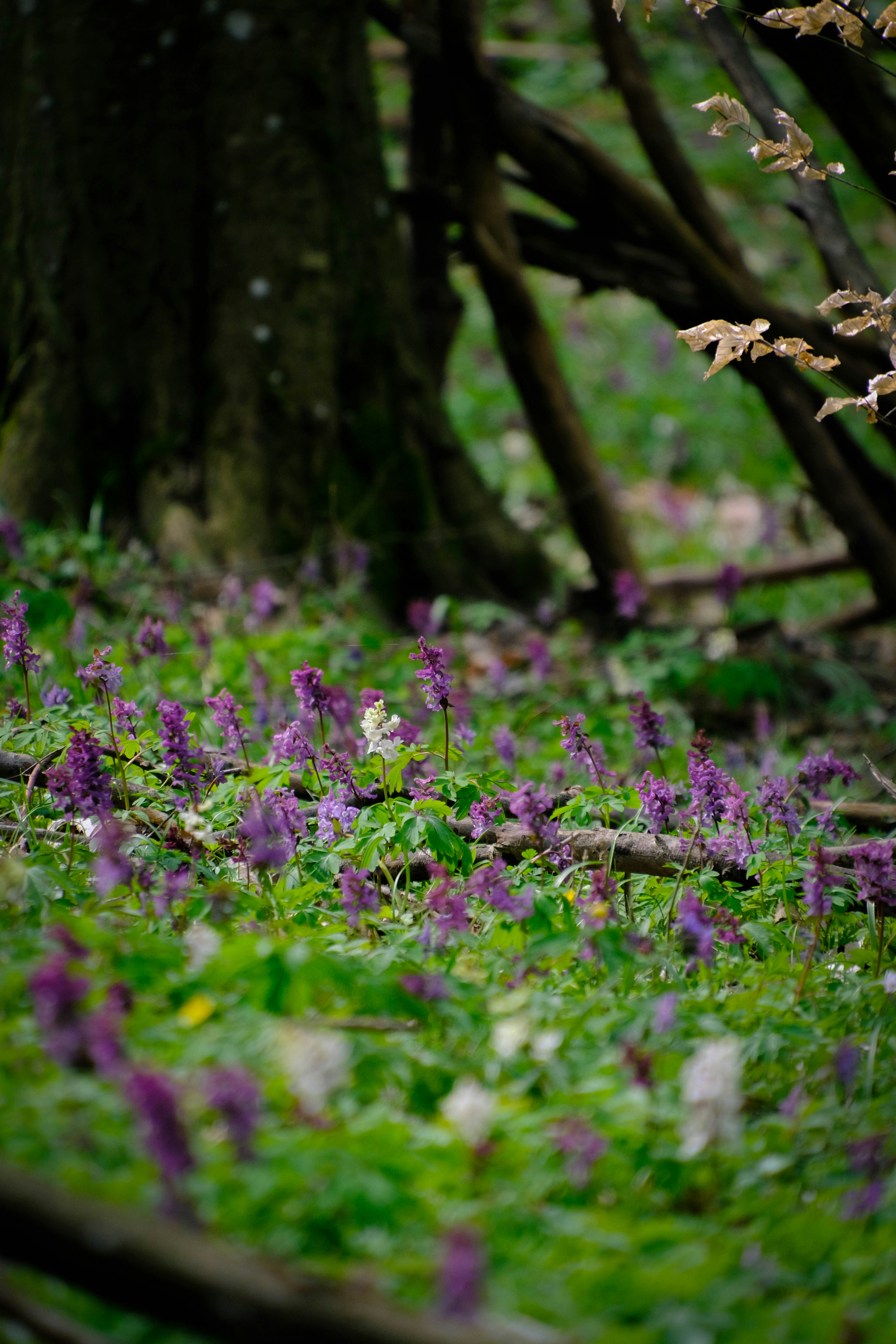 Purple Blooms in a Quiet Forest Floor