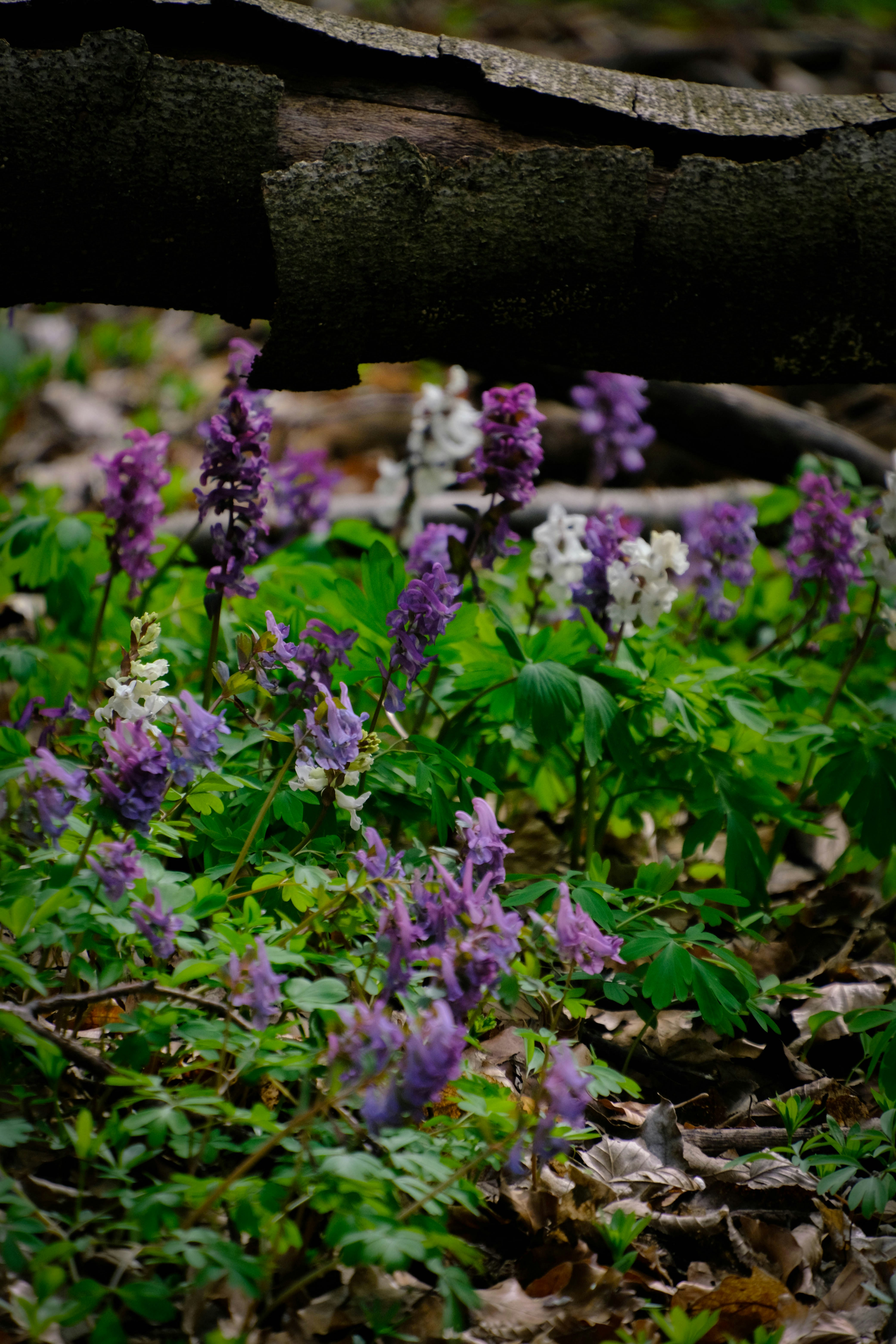 Lilac Spotlight Under a Forest Fragment
