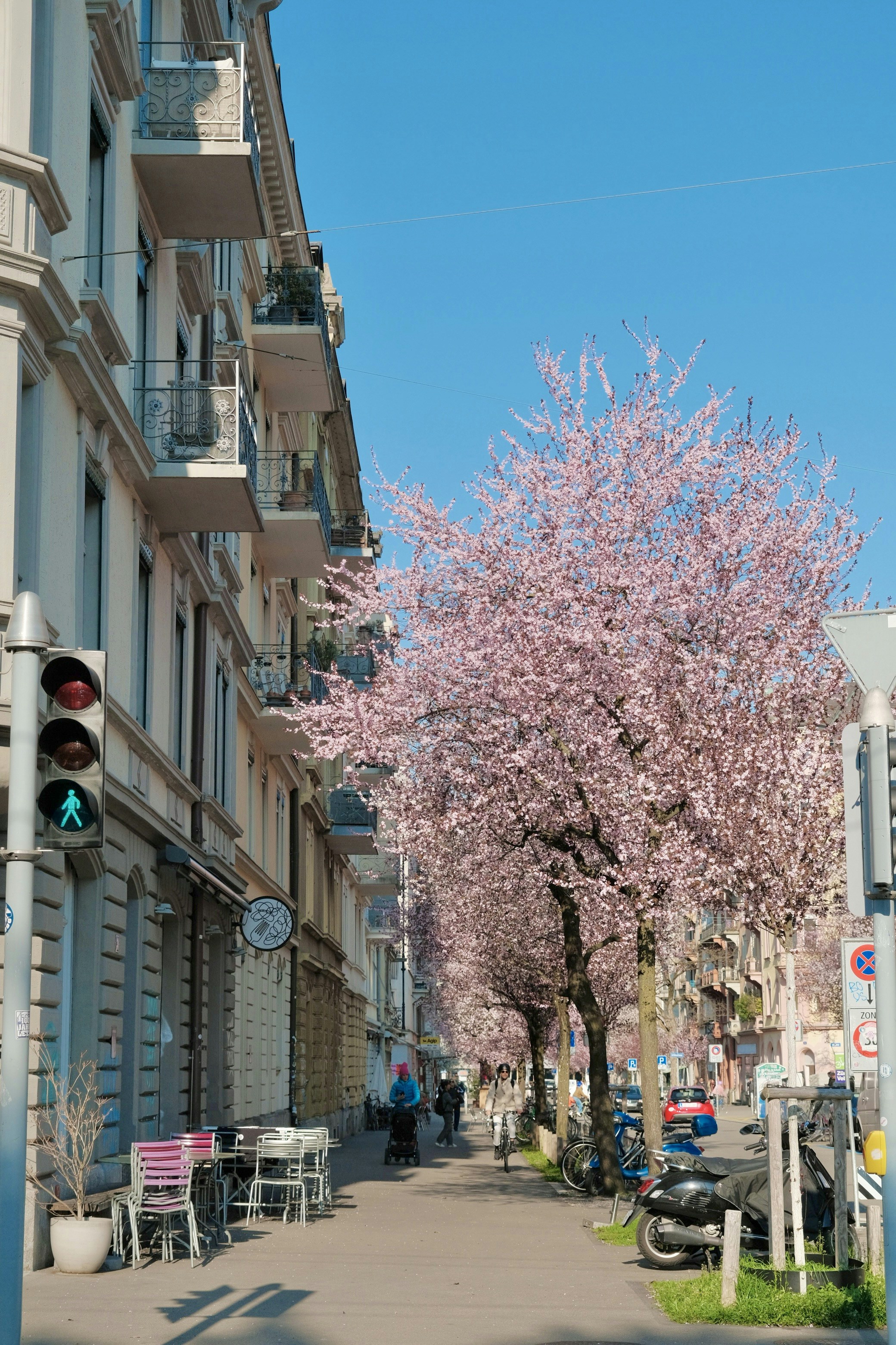 Blush of Spring Along a Quiet Urban Street
