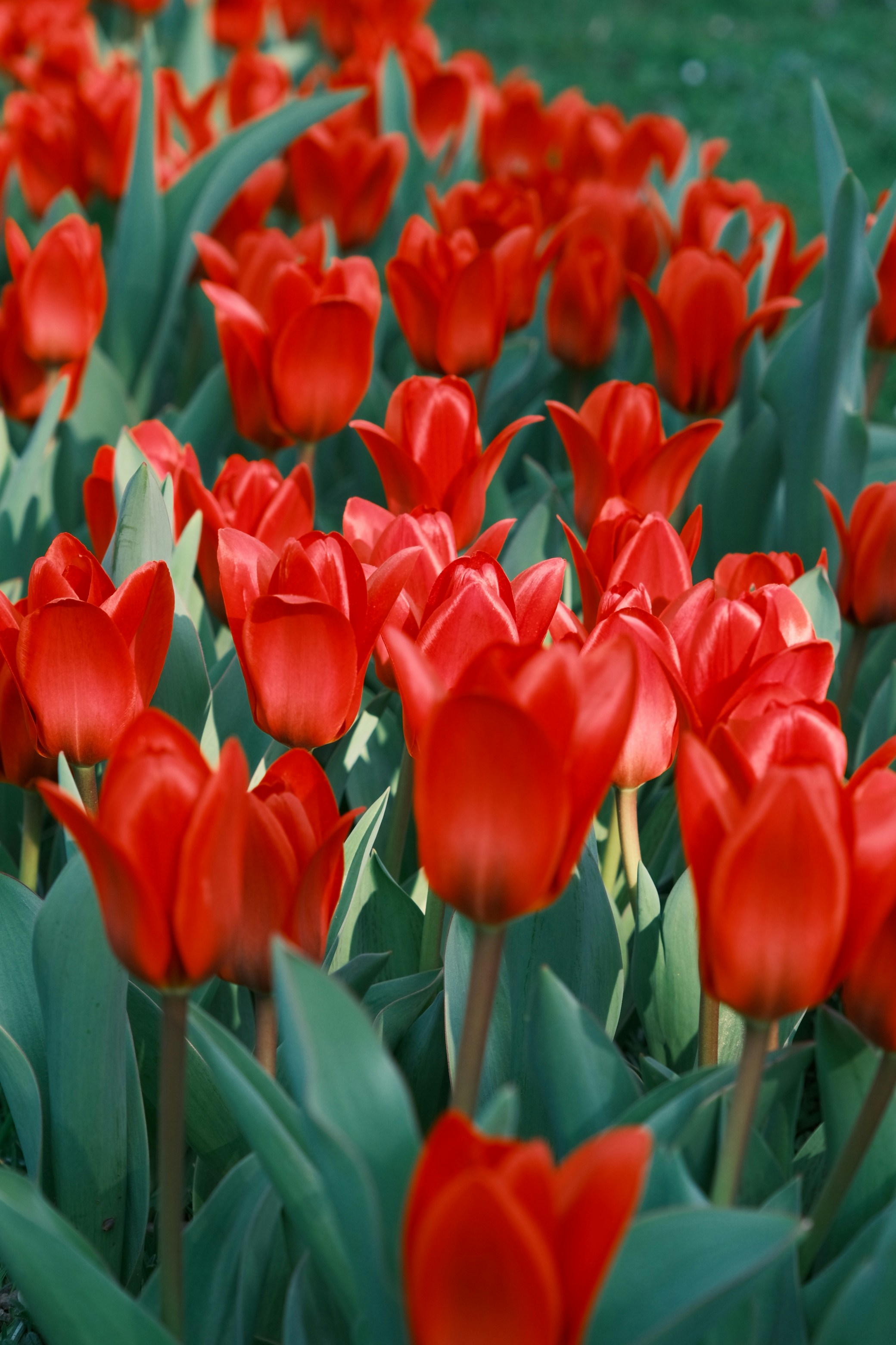 Field of Red Tulips: A Sea of Flame-Coral Petals