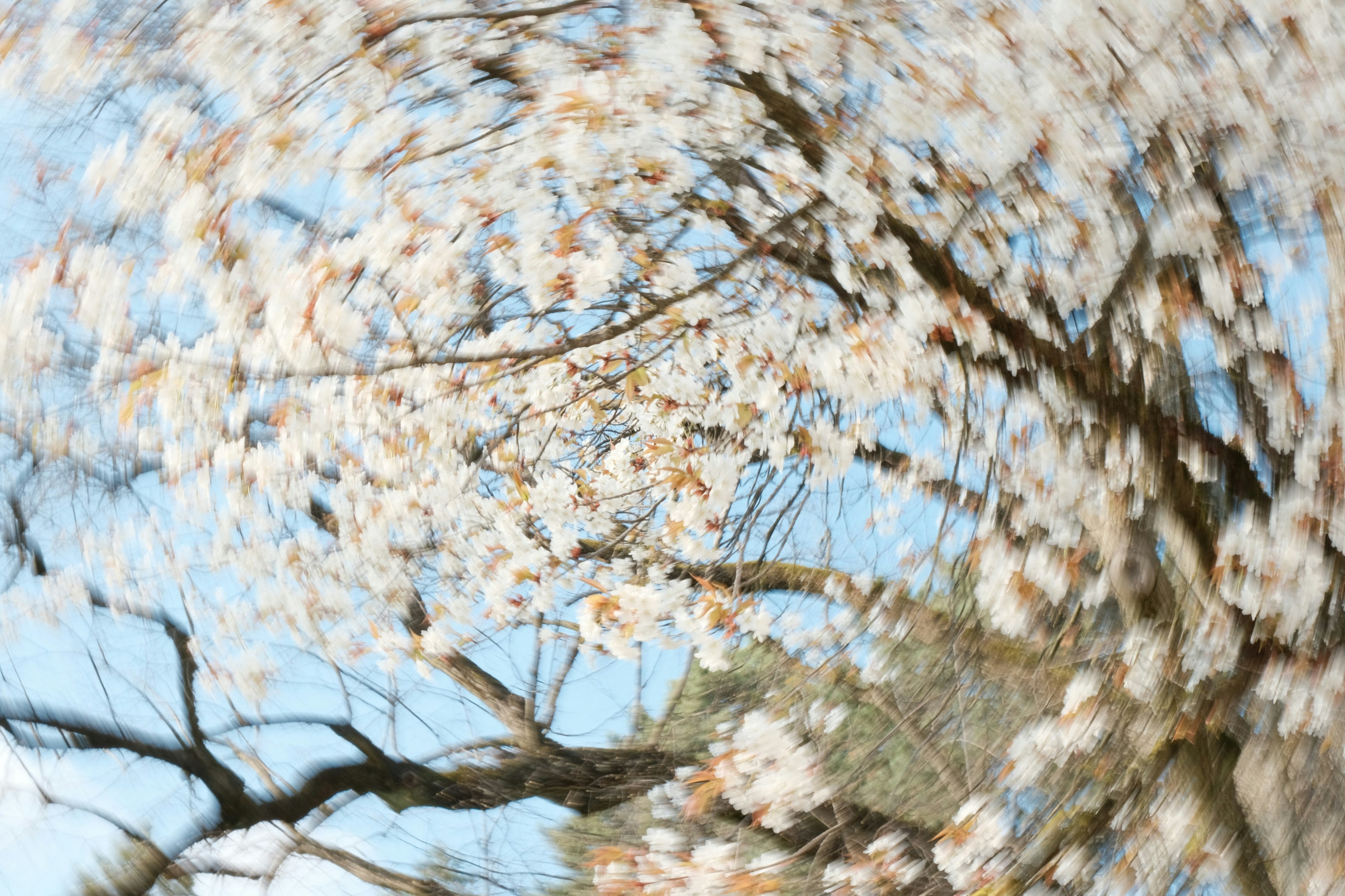 Blossoms in a Whirl: A Swift Blur Through Spring Sky
