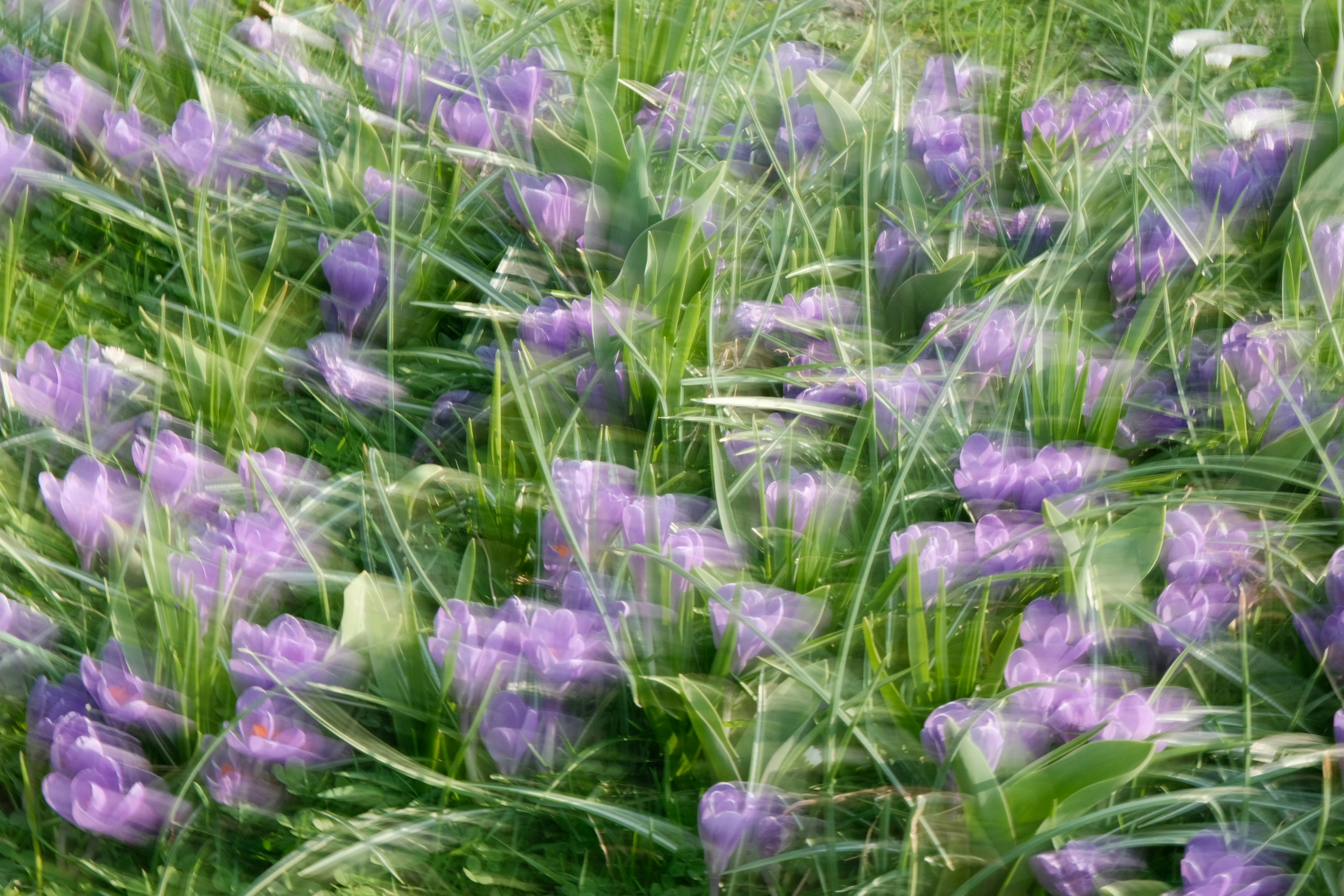 Violet Crocus Wave in a Quiet Green Field