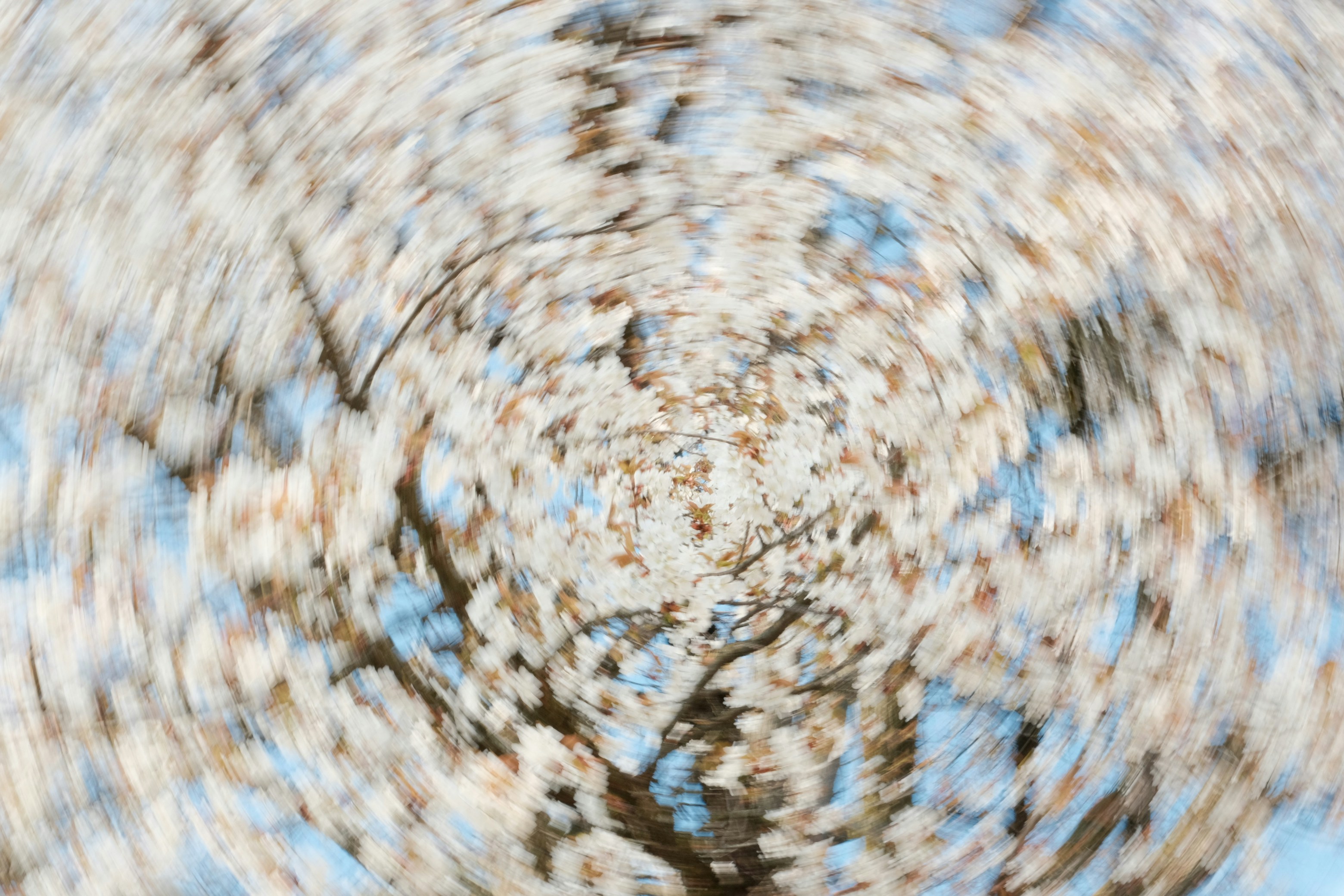 Spiral Bloom: A Blurred Vortex of Autumnal Tones