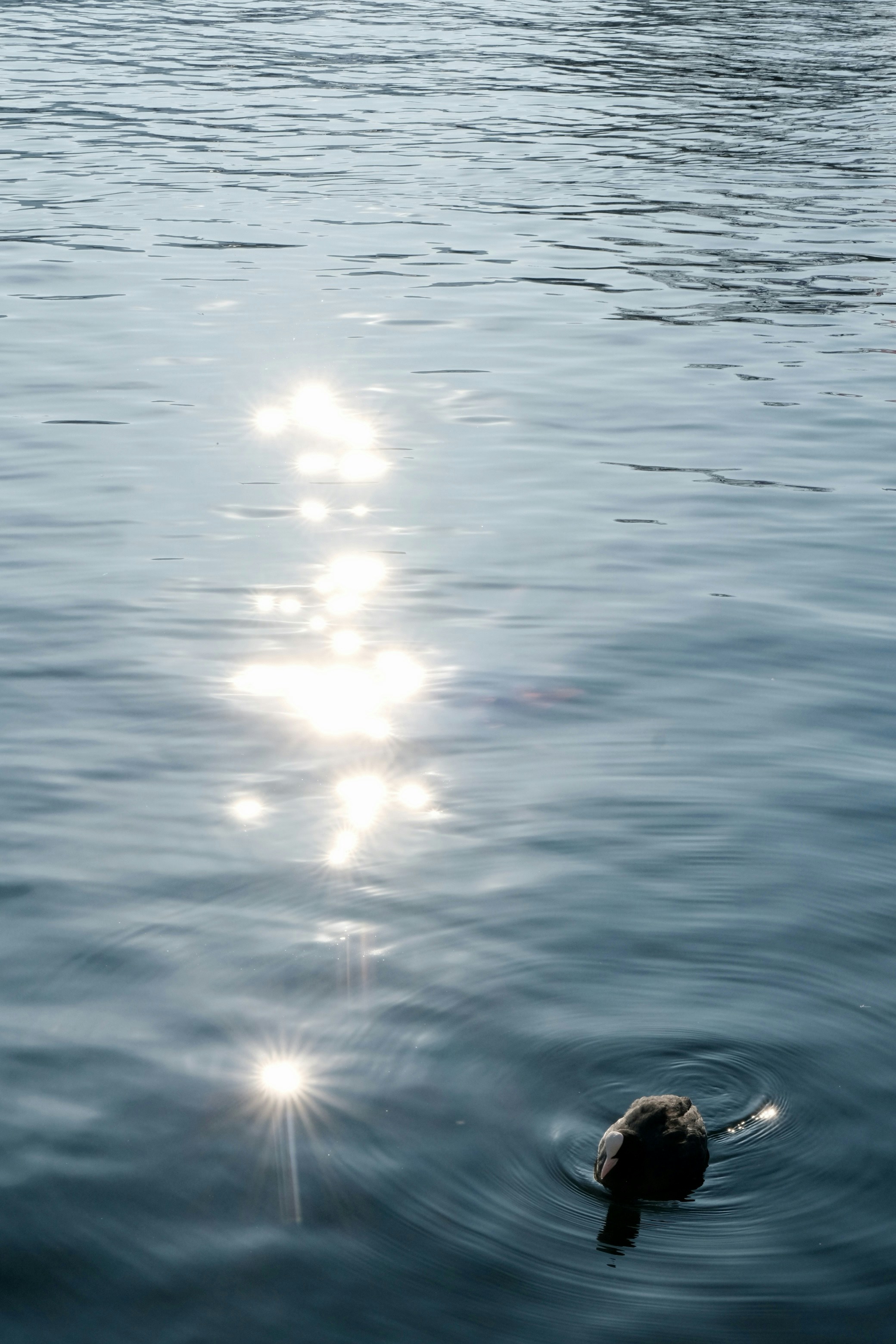 Glint on the Lake: A Quiet Ripple and a Dark Buoy