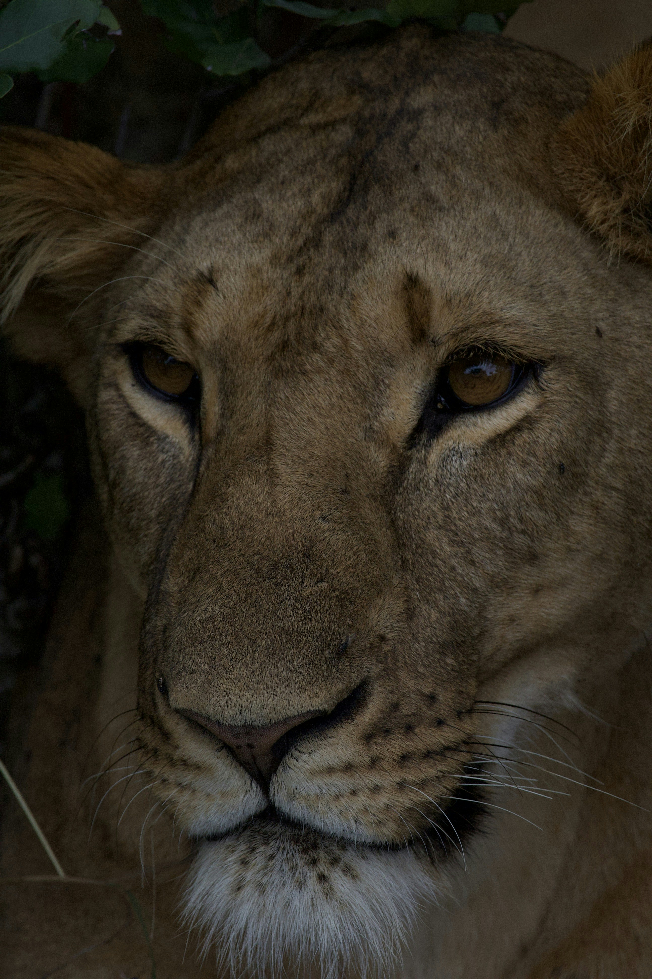 Close-Up of a Lioness's Gaze Beneath Dappled Shade