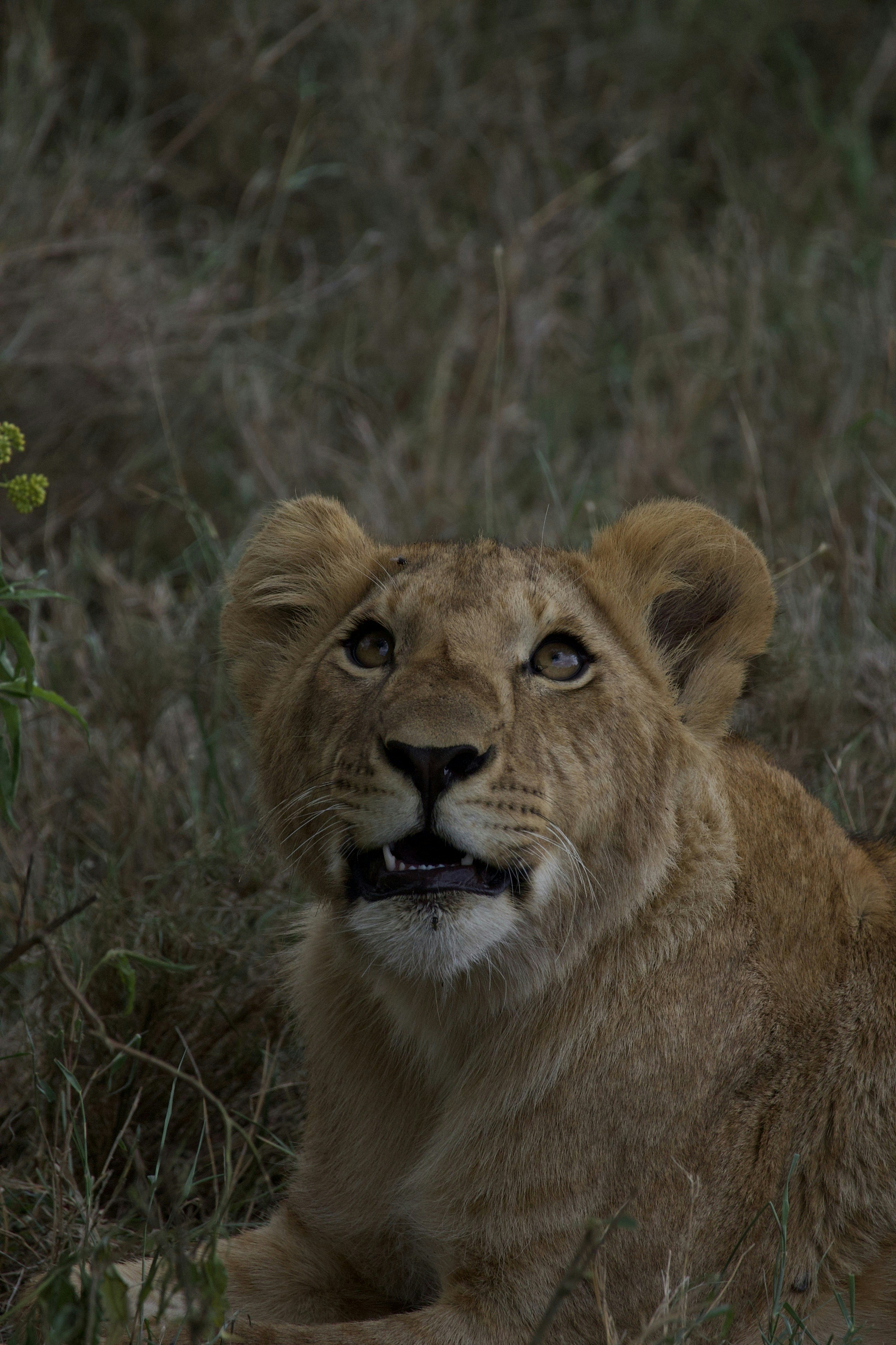 Eyes of the King: A Lion Cub's Curiosity in Grassland