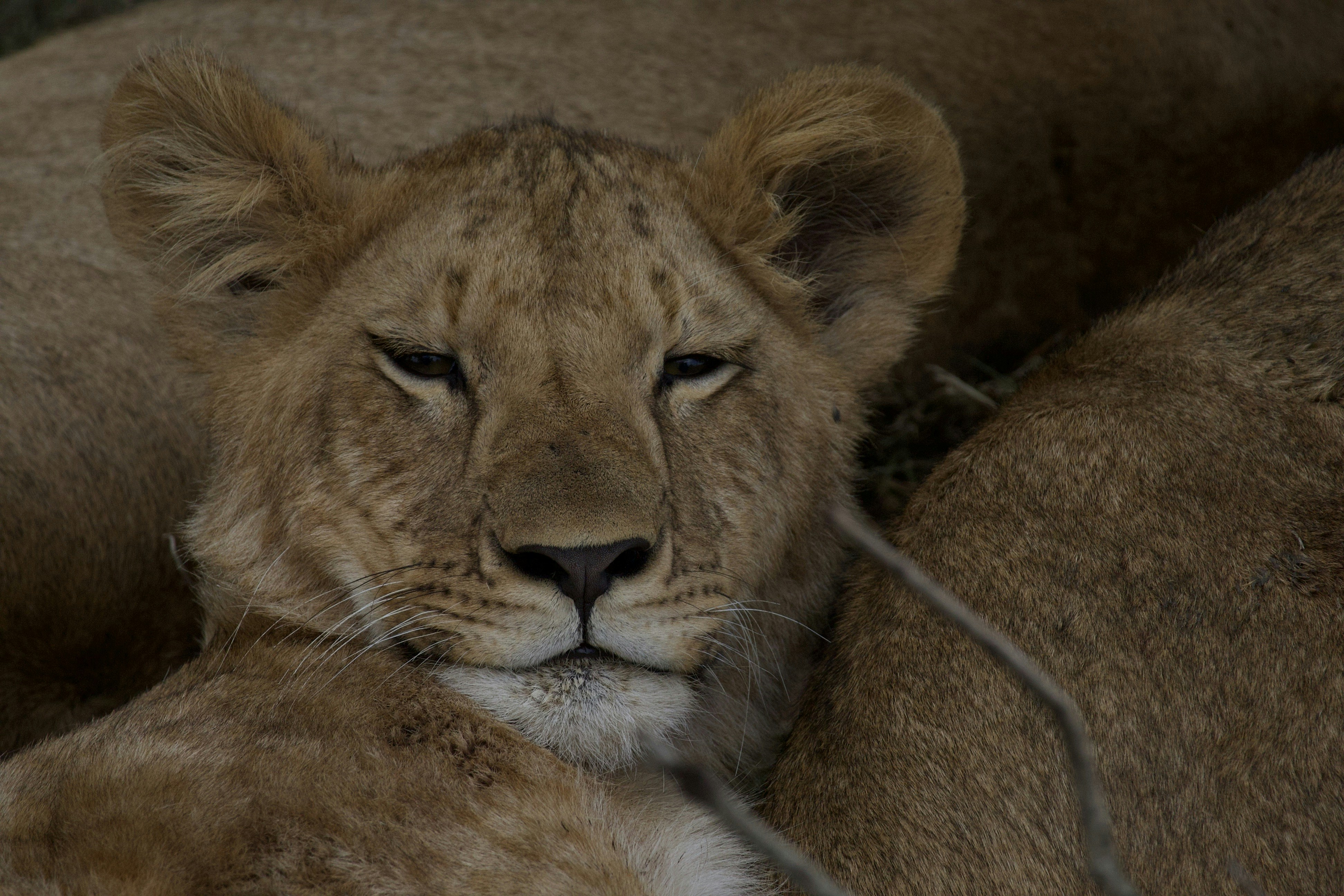 Close-up of a lion cub's calm gaze amid tangled savanna fringe