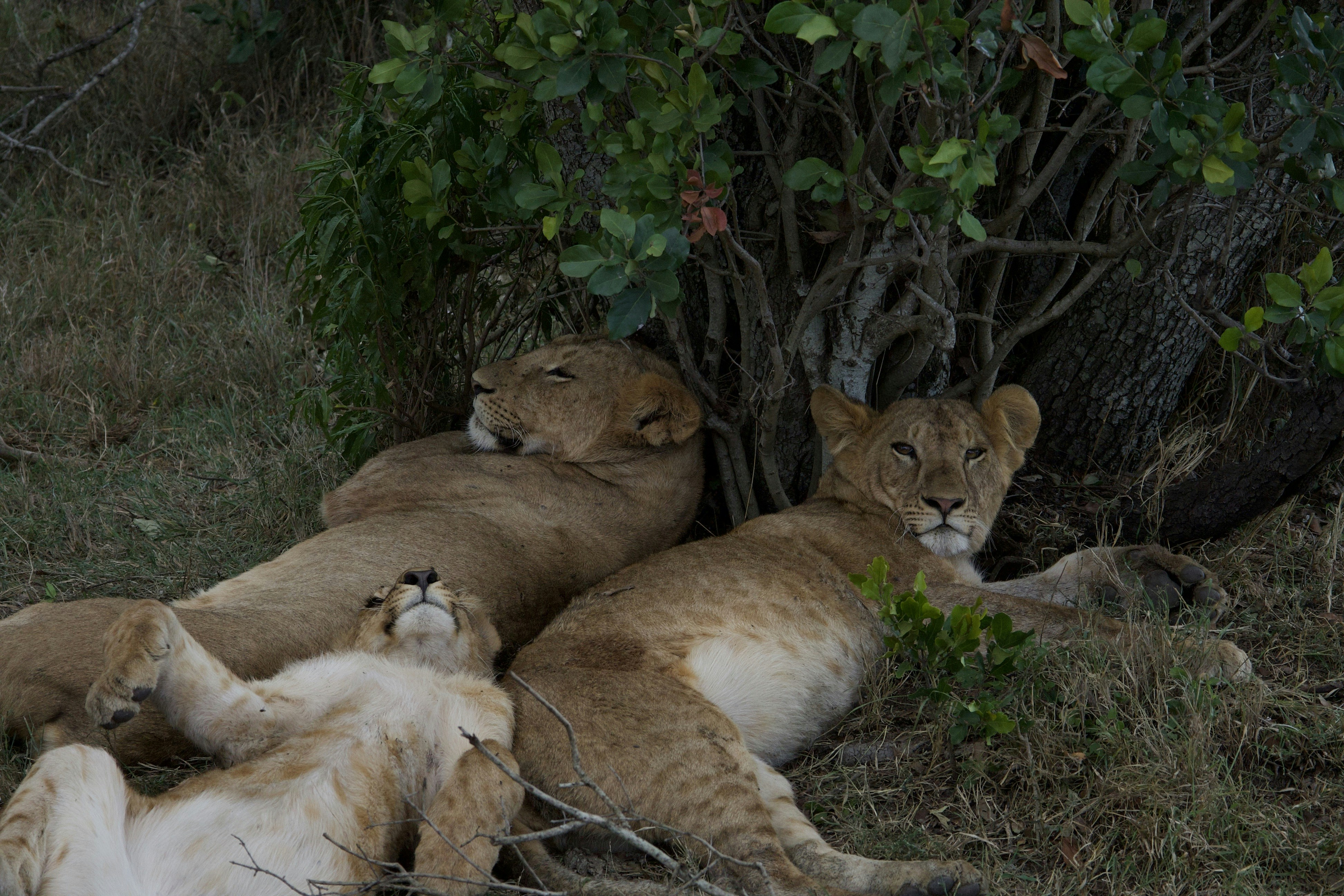 Languid Lions Resting in Dappled Shade
