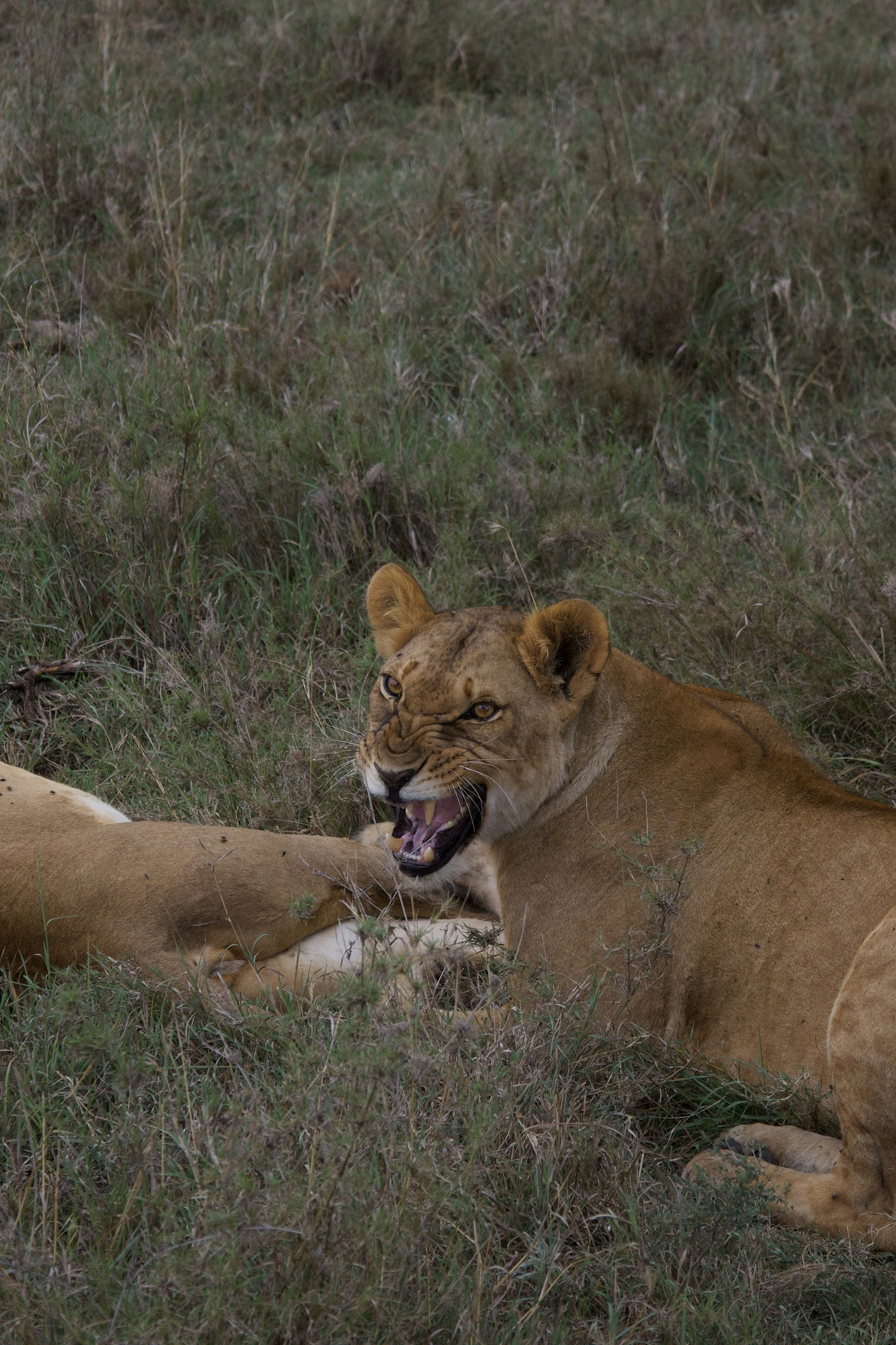 Lioness in Grassland: Open Jaw, Watchful Gaze