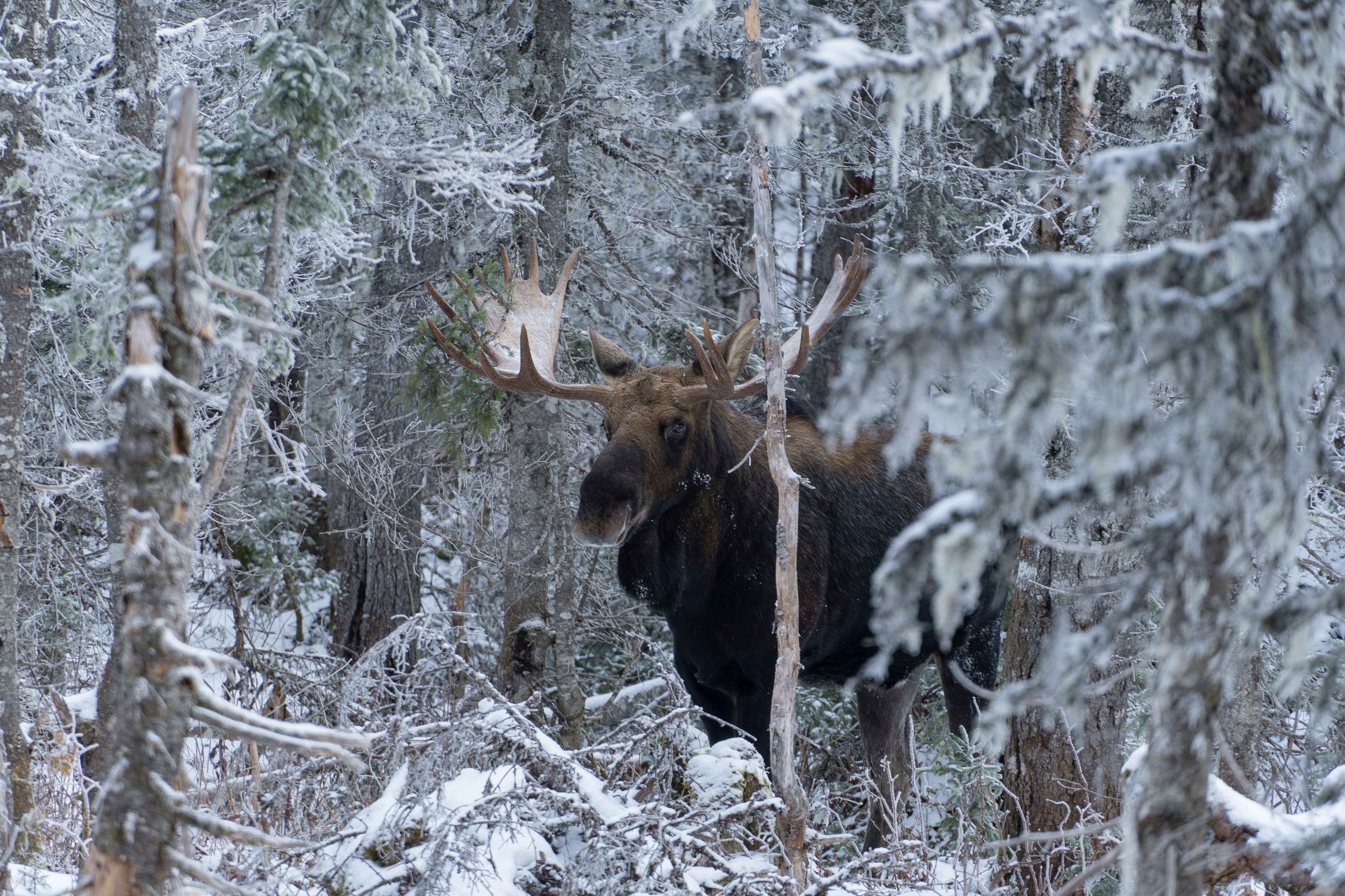 Winter Standoff: A Bull Moose Standing in Snow-dusted Pines