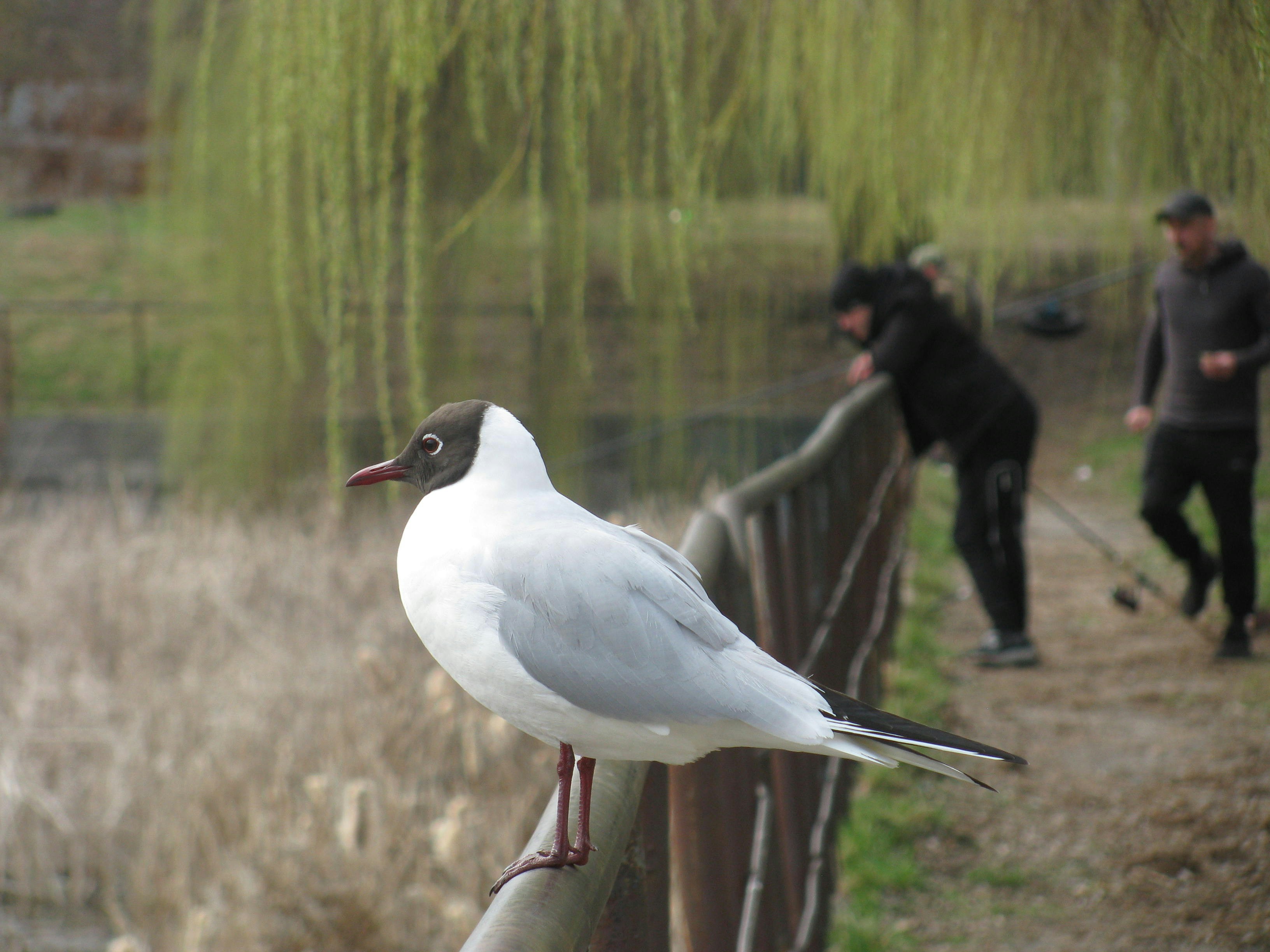 White Gull on a Rail: Quiet Promenade by the Pond