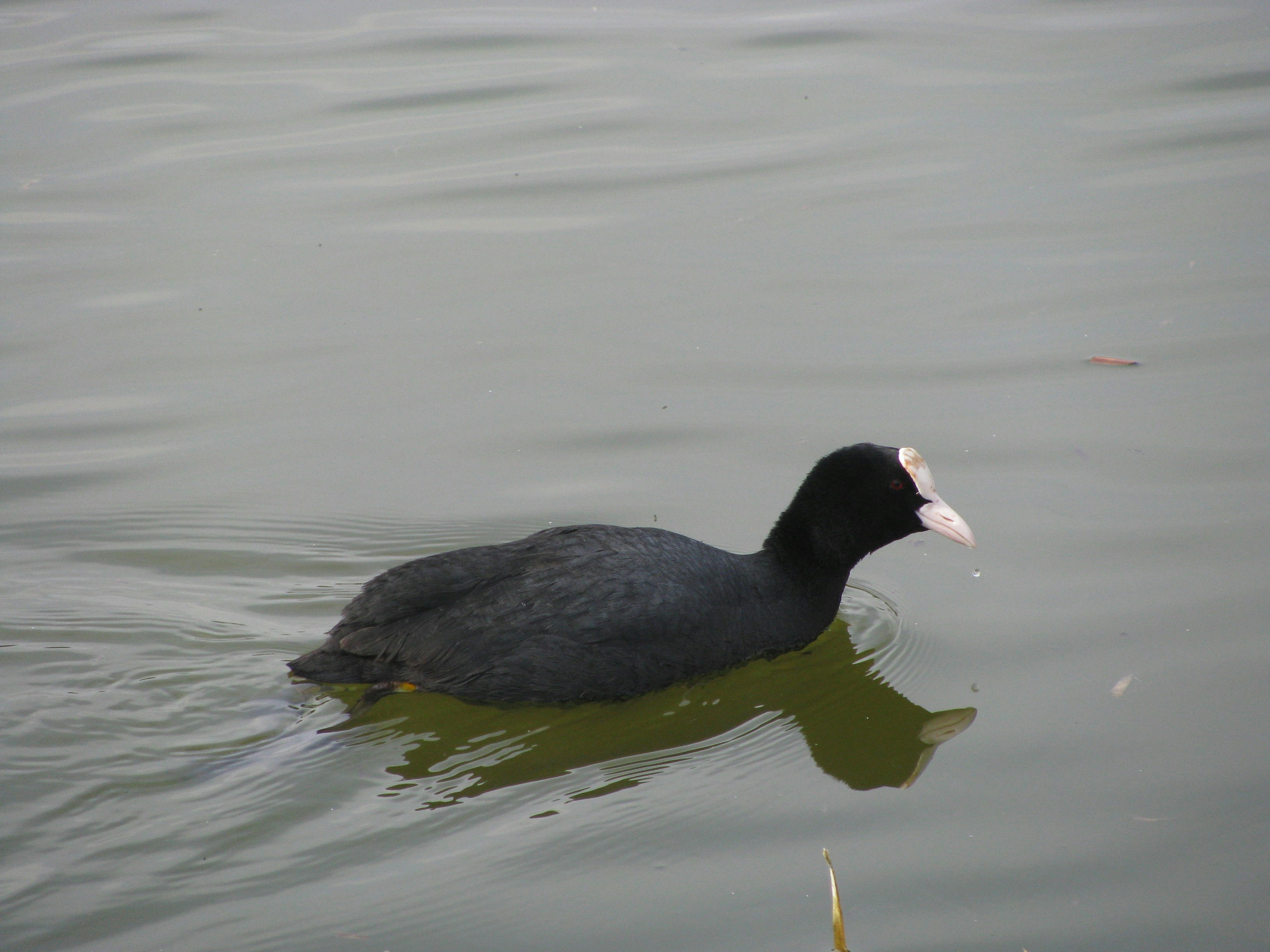 Black Moorhen in Calm Water with Reflections