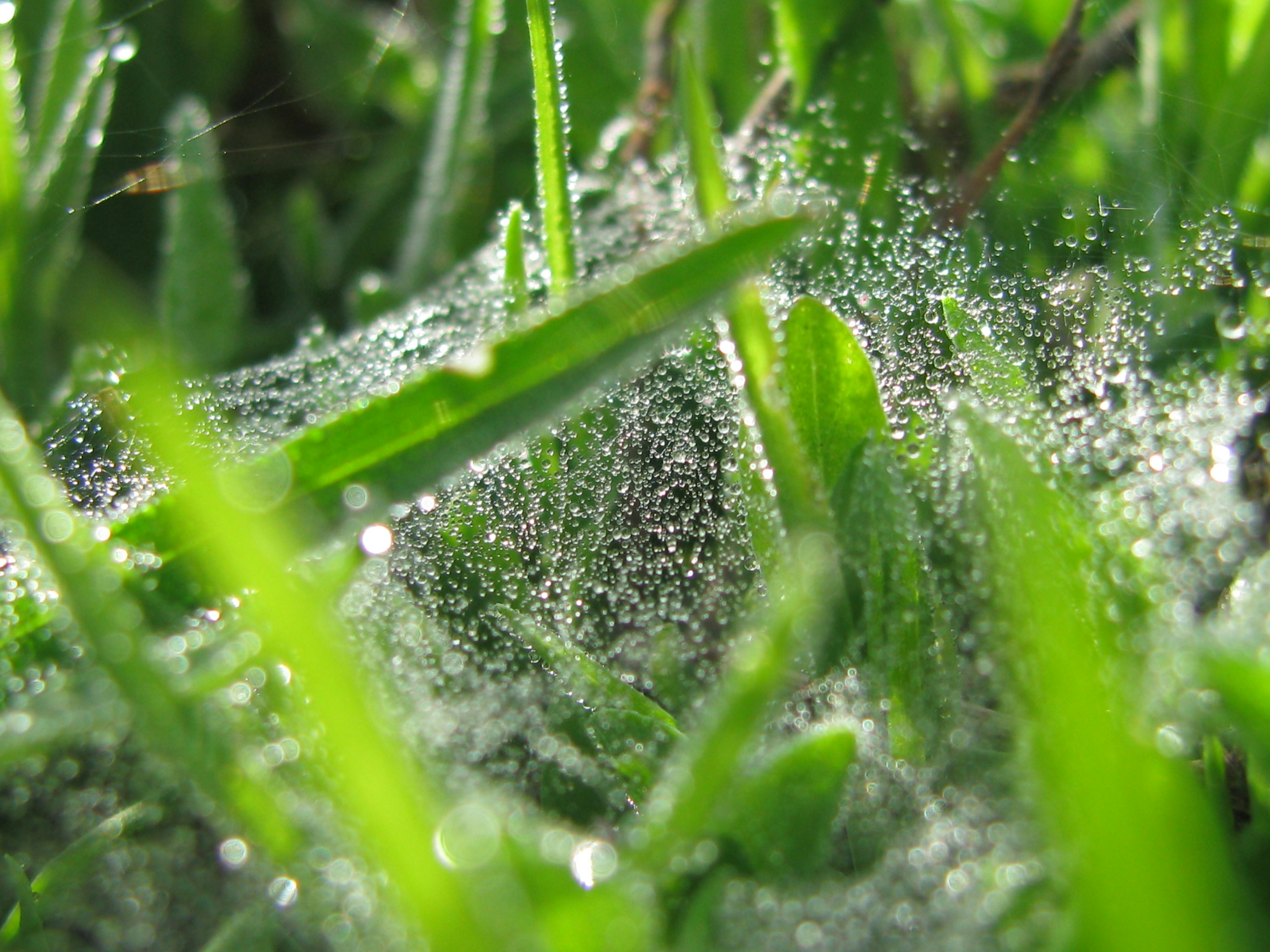 Gossamer Web of Dew-Bathed Grass in Morning Light