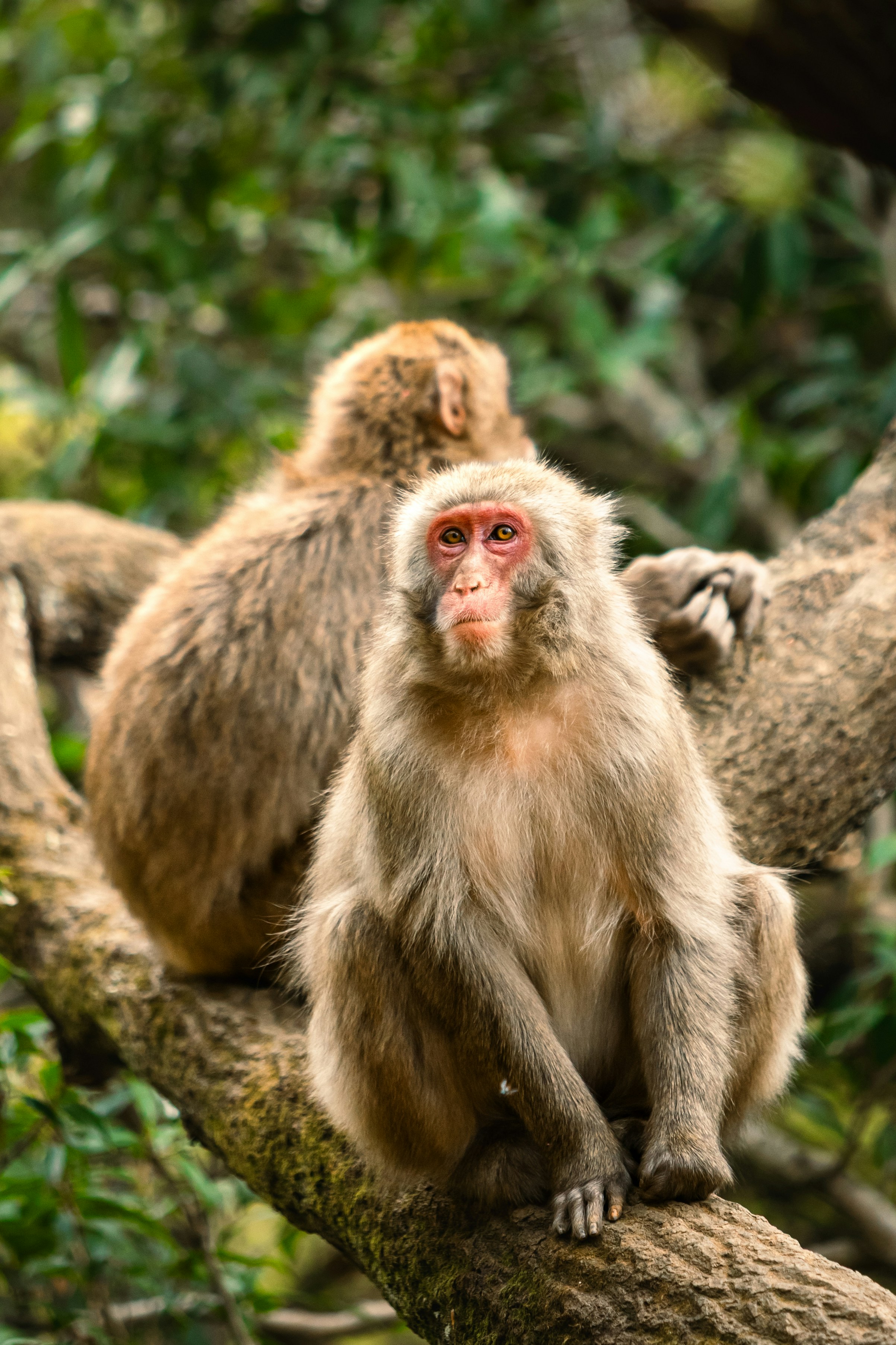 Calm Red-Faced Monkey on a Sunlit Branch