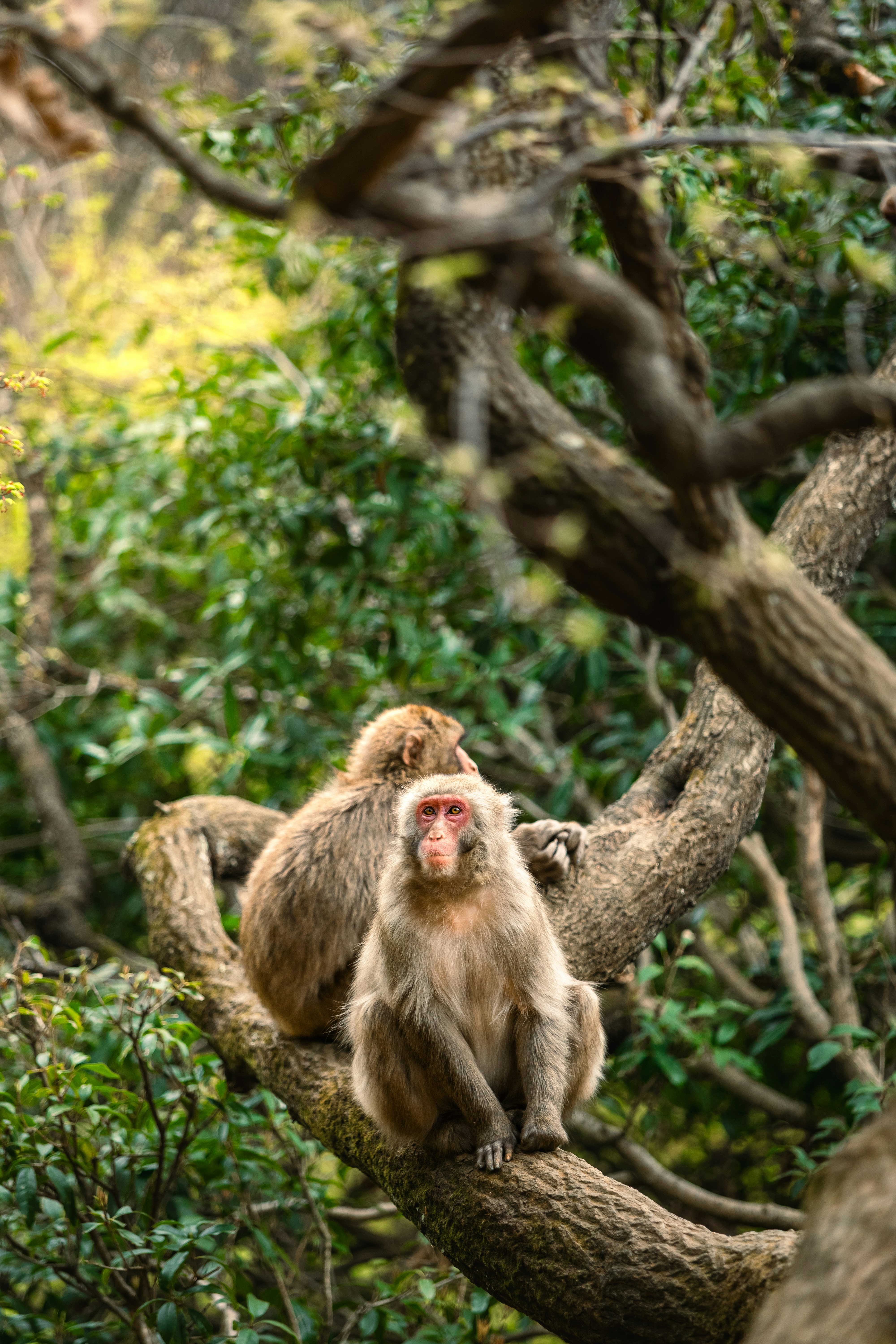 Red-faced Monkey Duo in Sunlit Orchard Canopy