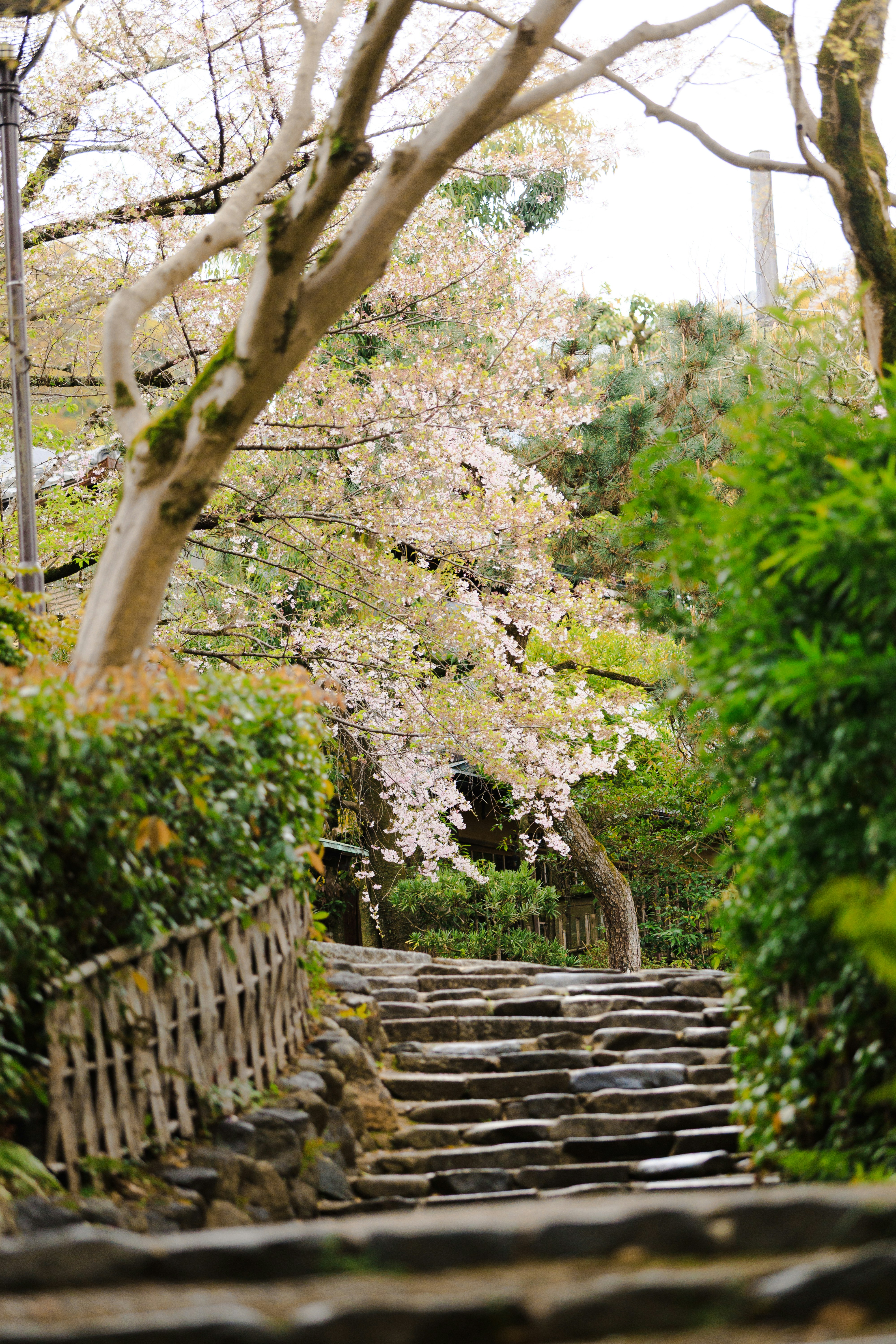 Charming Stone Steps Beneath Cherry Blossoms in a Quiet Garden