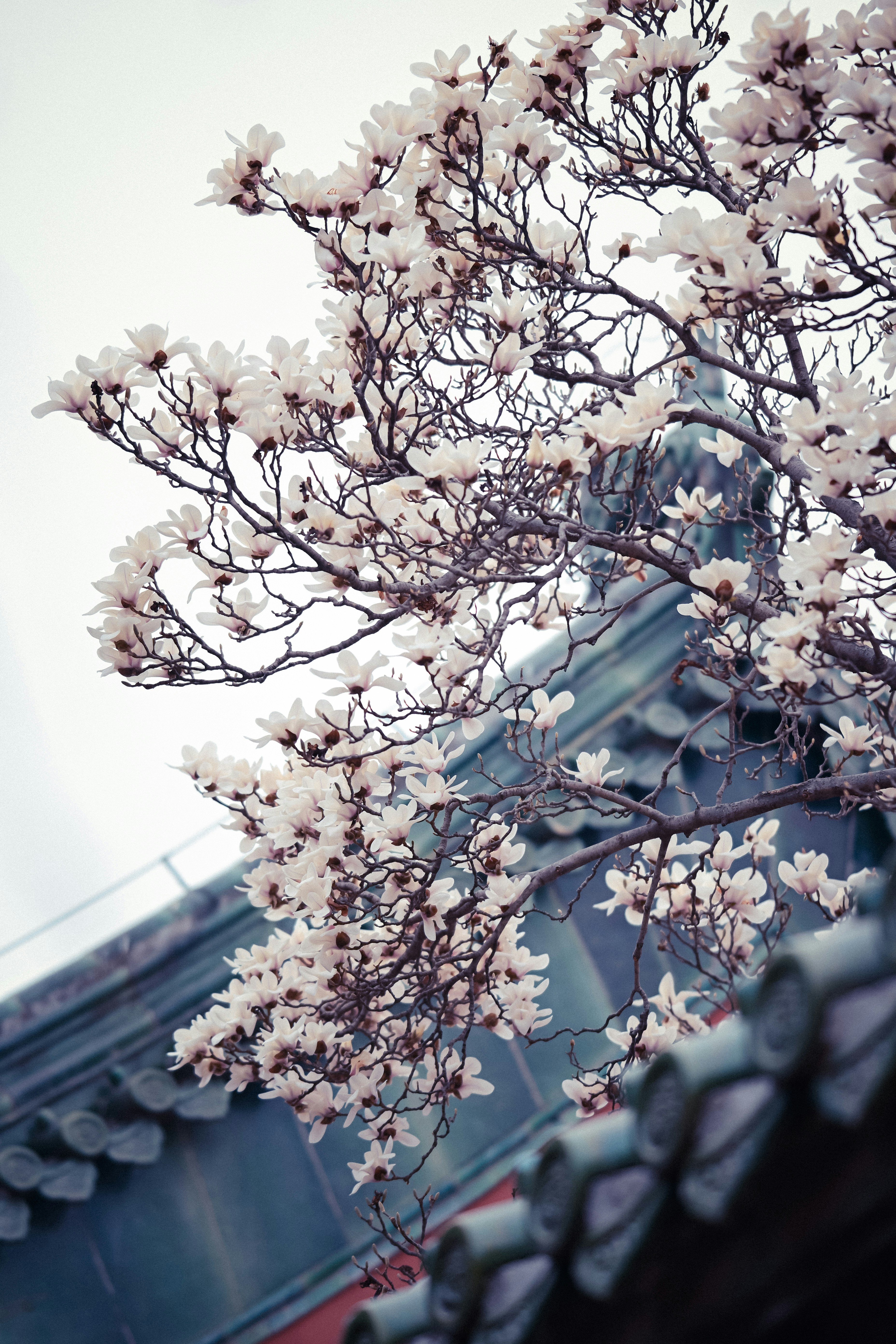 Blossoms against a tiled roof: a delicate pause in motion