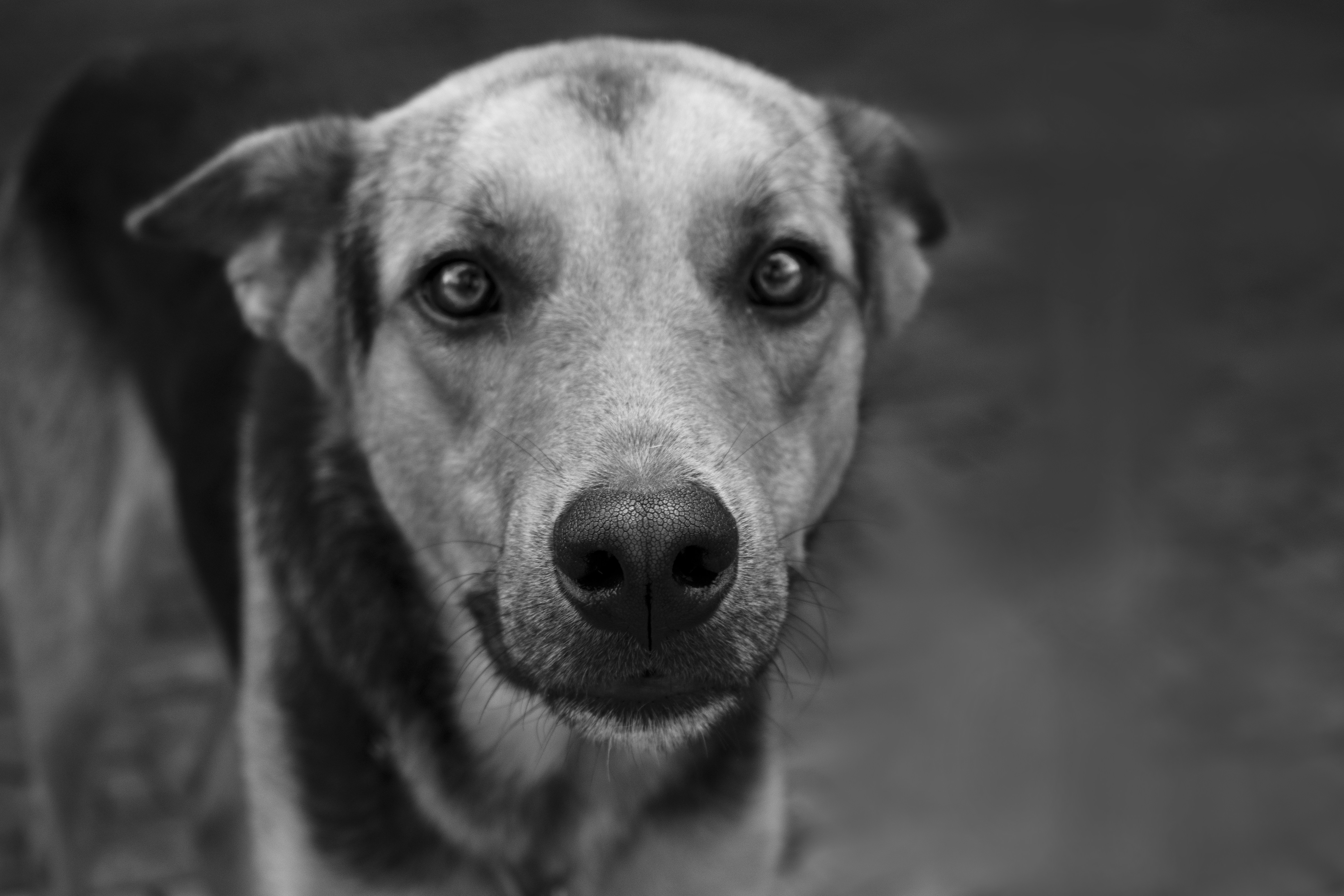 Close-Up of a Curious Dog: A Direct Gaze into the Lens