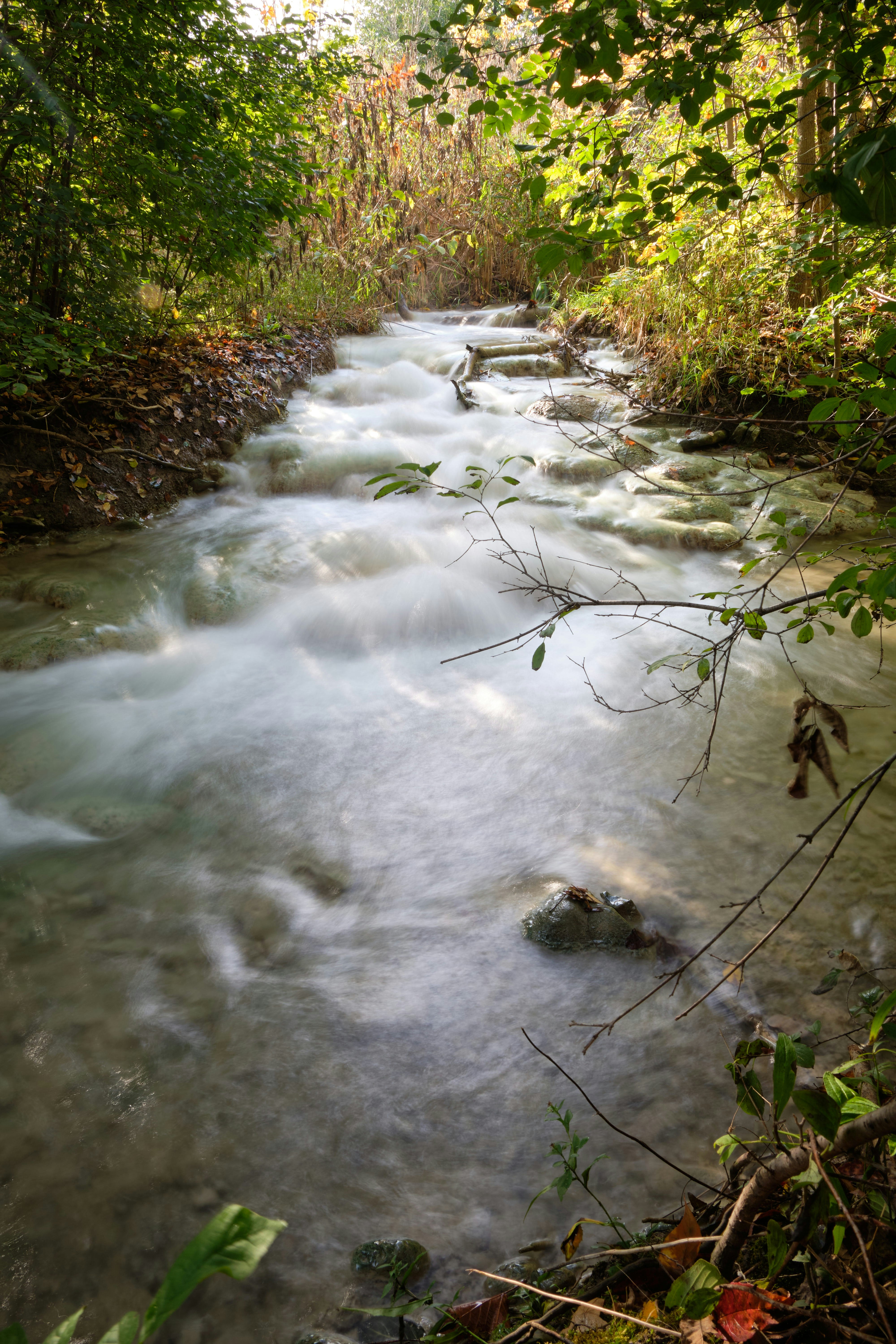 Whispering Stream Through a Narrow Green Corridor