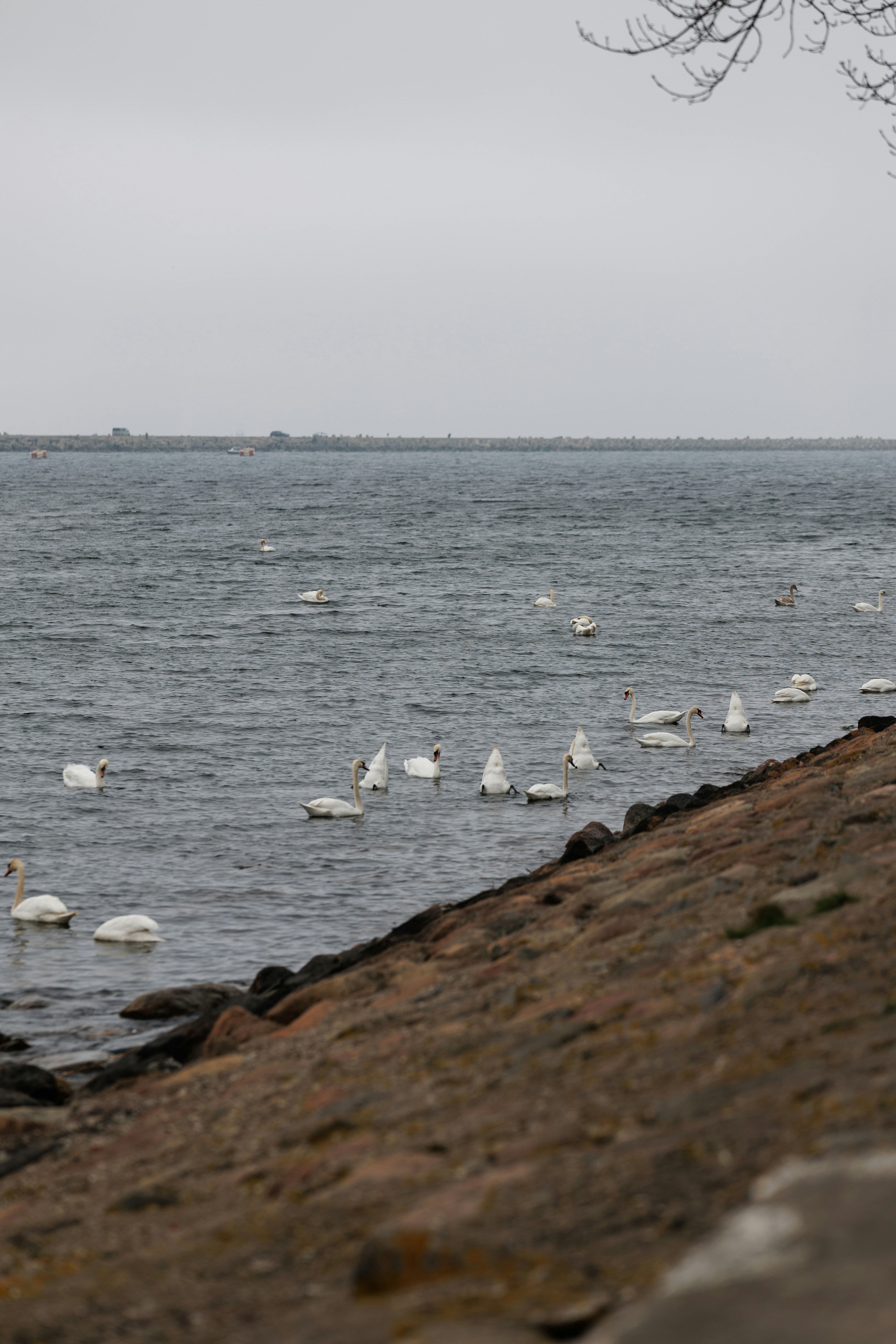 Seabirds at the Slope: White Dwellers Along a Stone Breakwater