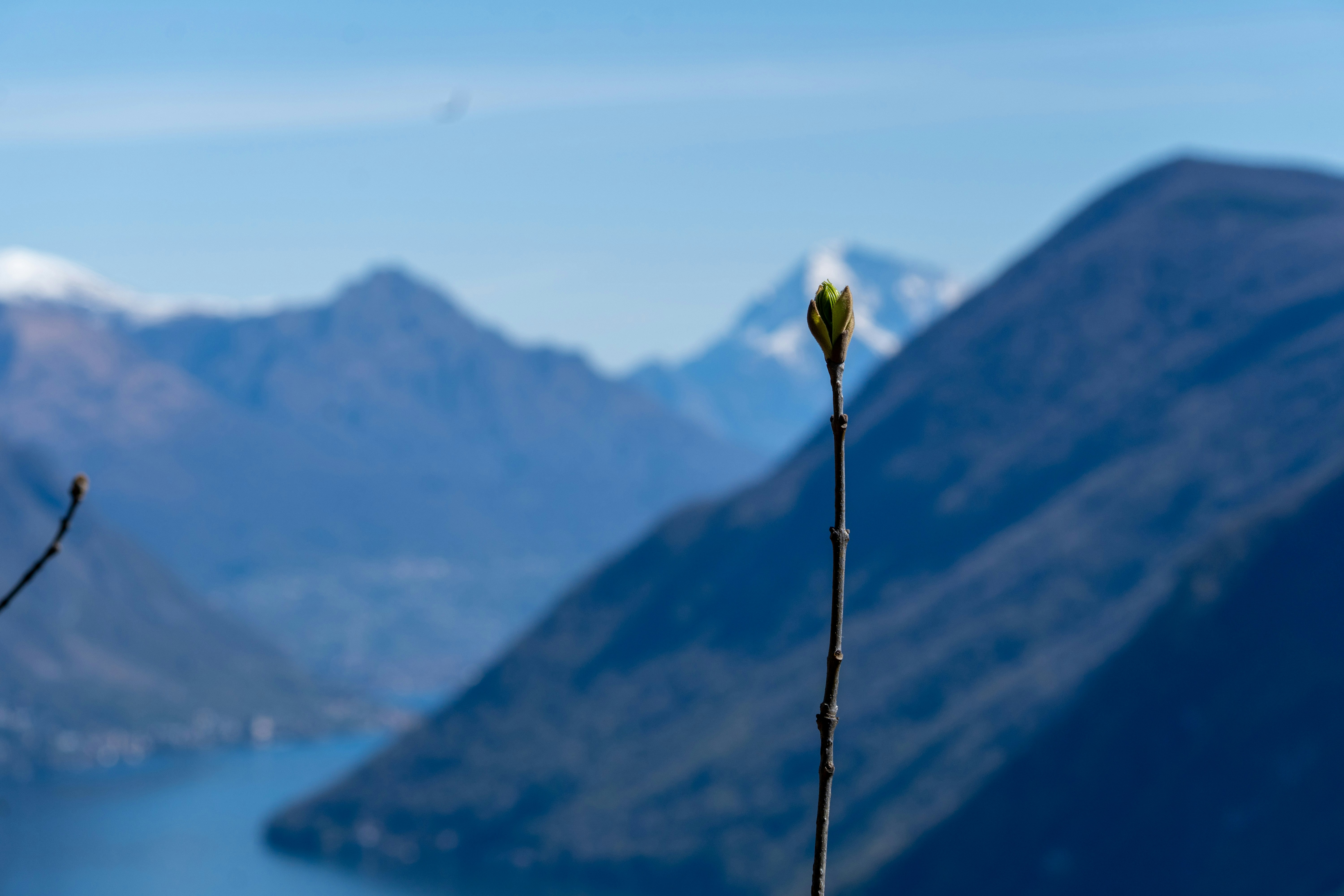 A delicate spring bud rises sharply in the foreground, set against the soft, blurred layers of Lake Lugano and distant alpine peaks, symbolizing renewal amid the vast Swiss landscape.