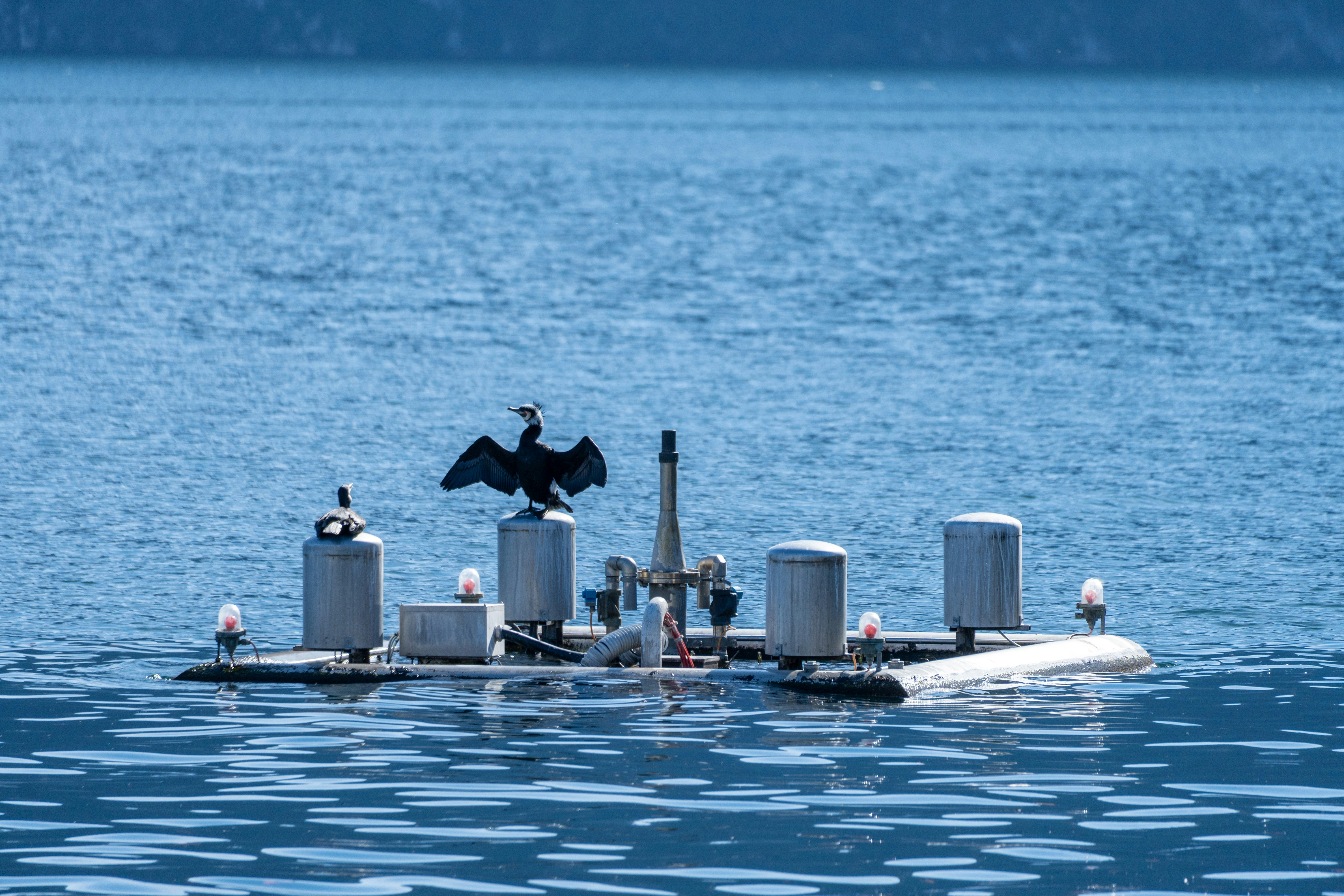 Birds on a Capped Conduit: A Quiet Marina Standoff
