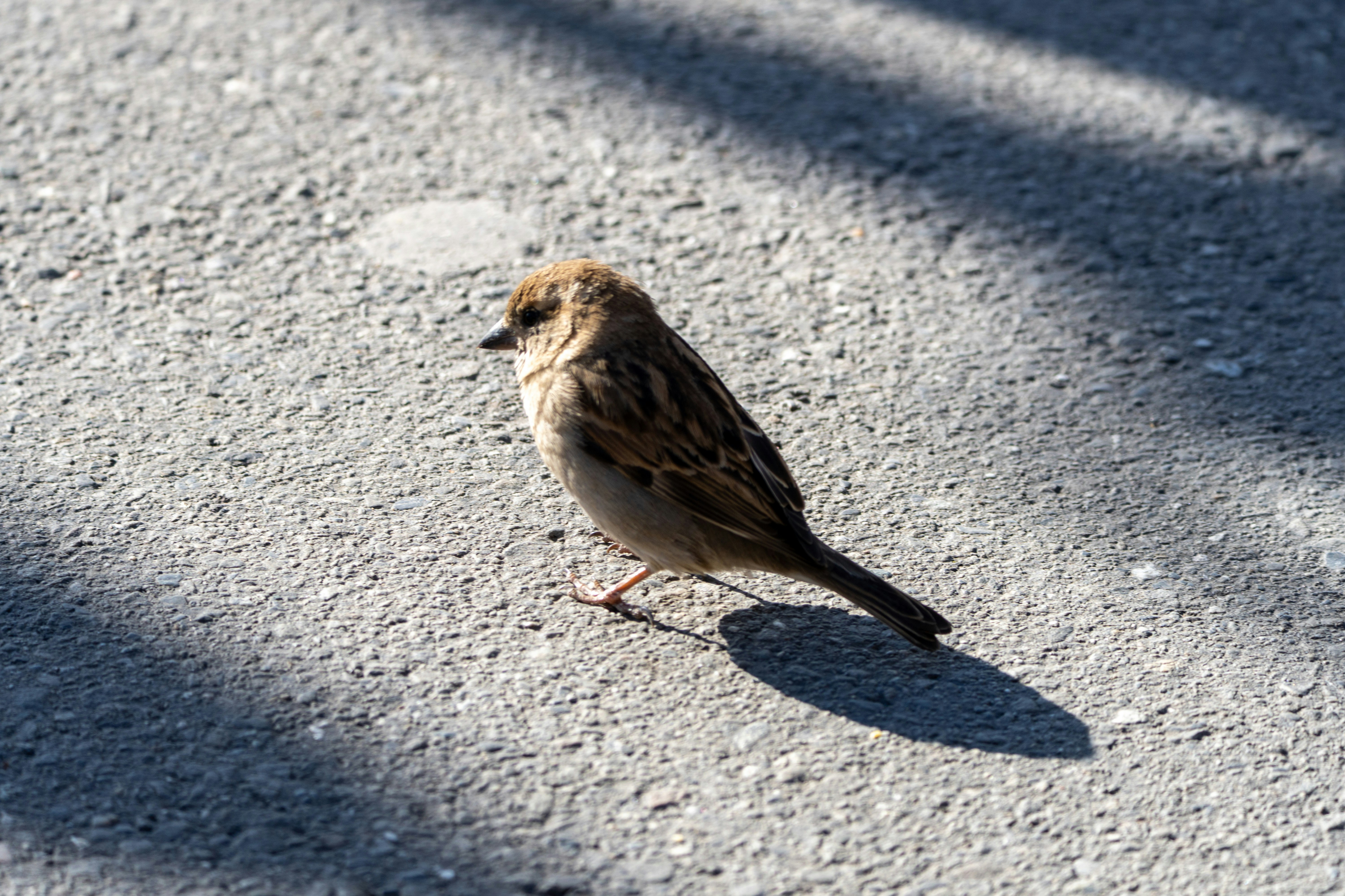 Dusty Streetwalker: A Small Bird on Sunlit Pavement