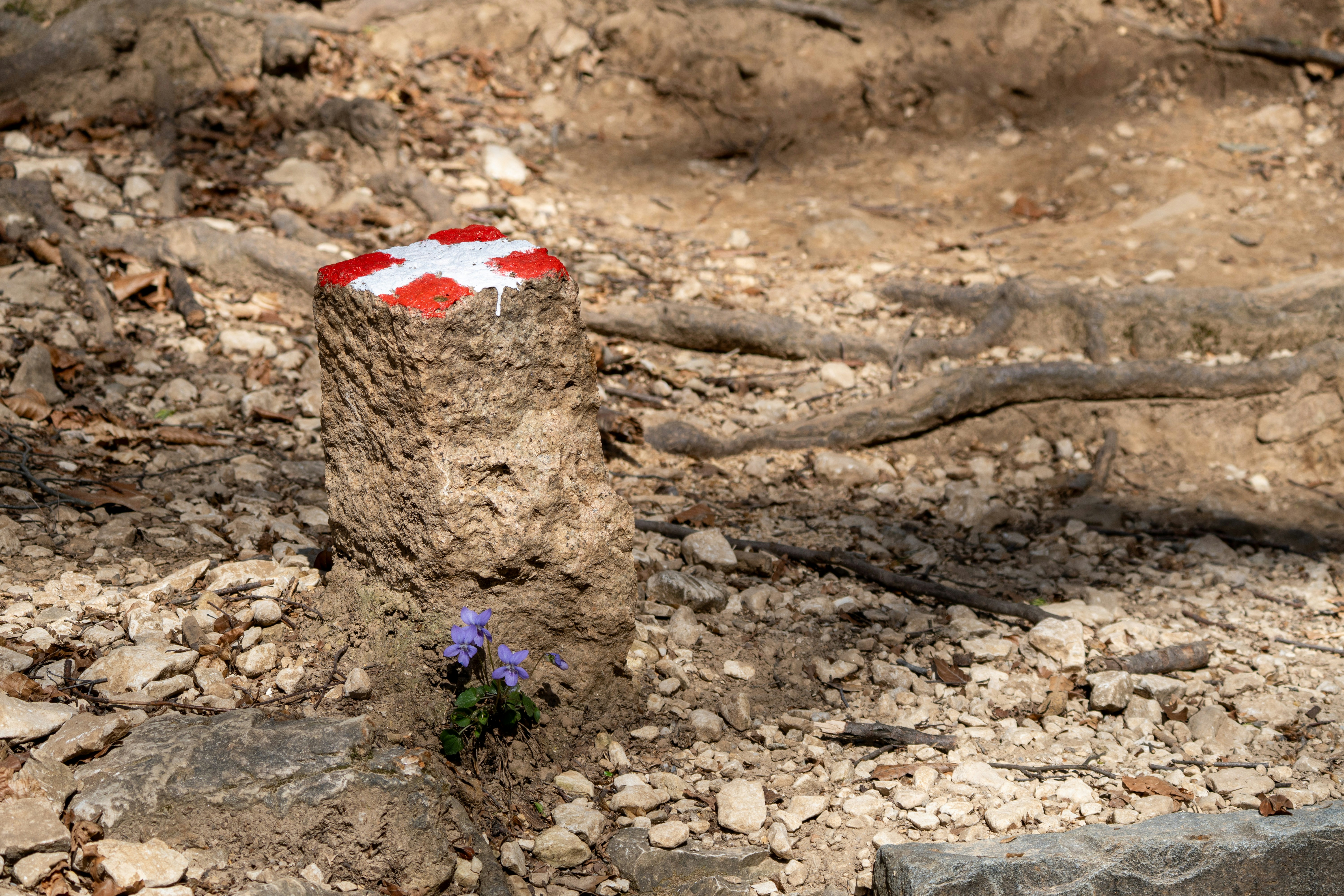 Trail Marker with Purple Wildflower at Ground Level
