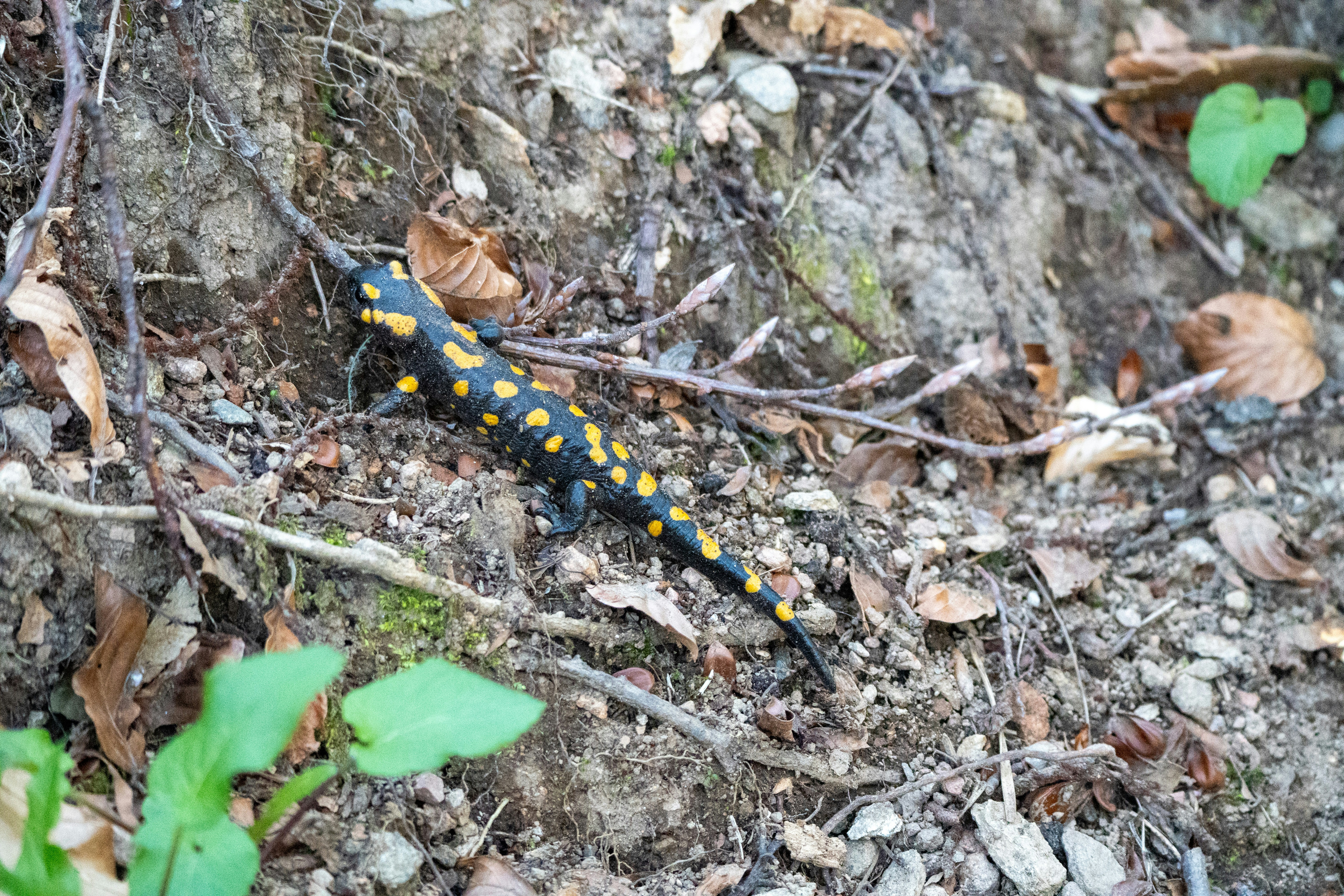 Streak of Fire: A Yellow-Dot Salamander Slithers Through Leaf litter