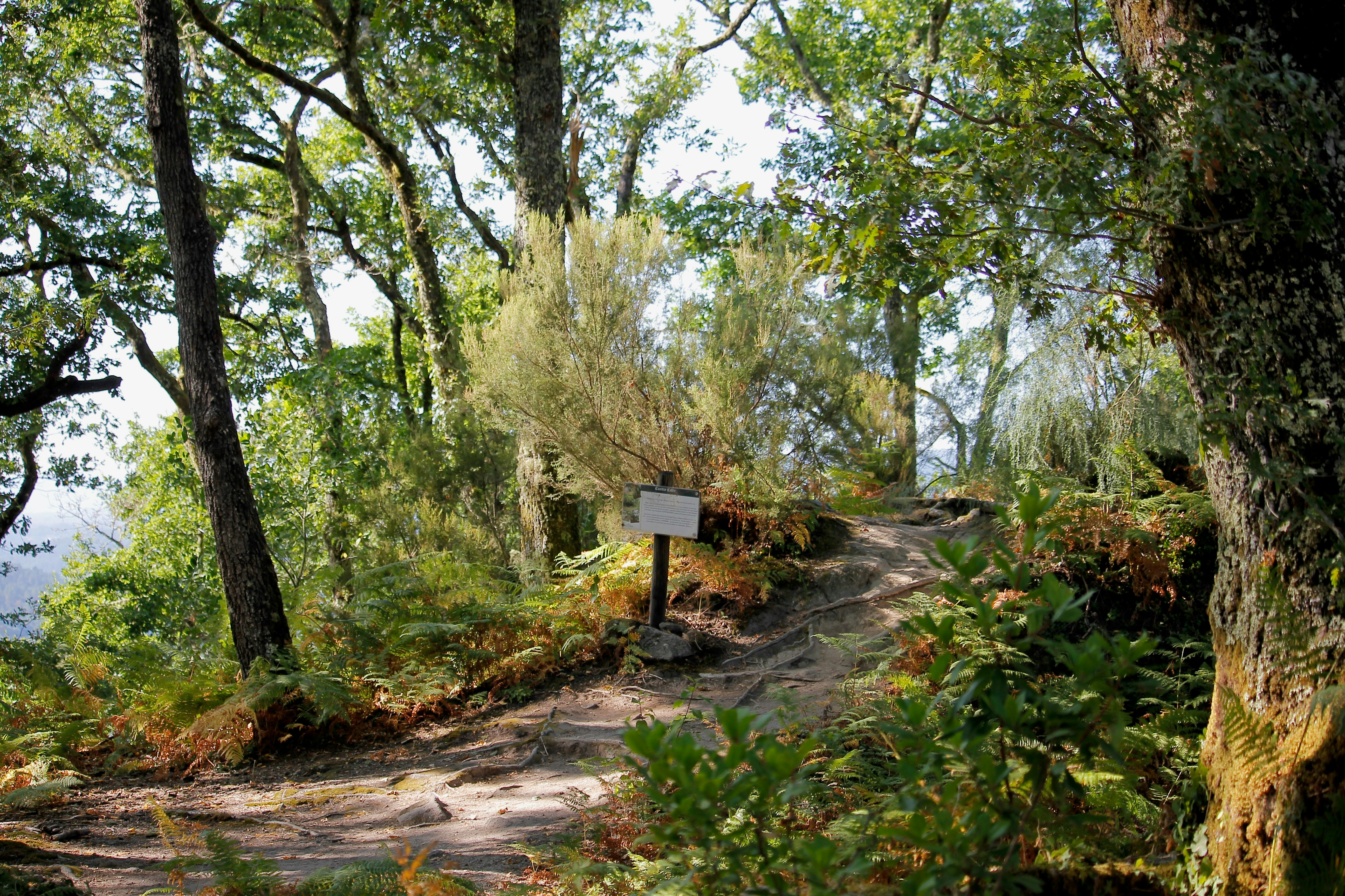 Trailhead Sign Amid a Sunny Forest Cut