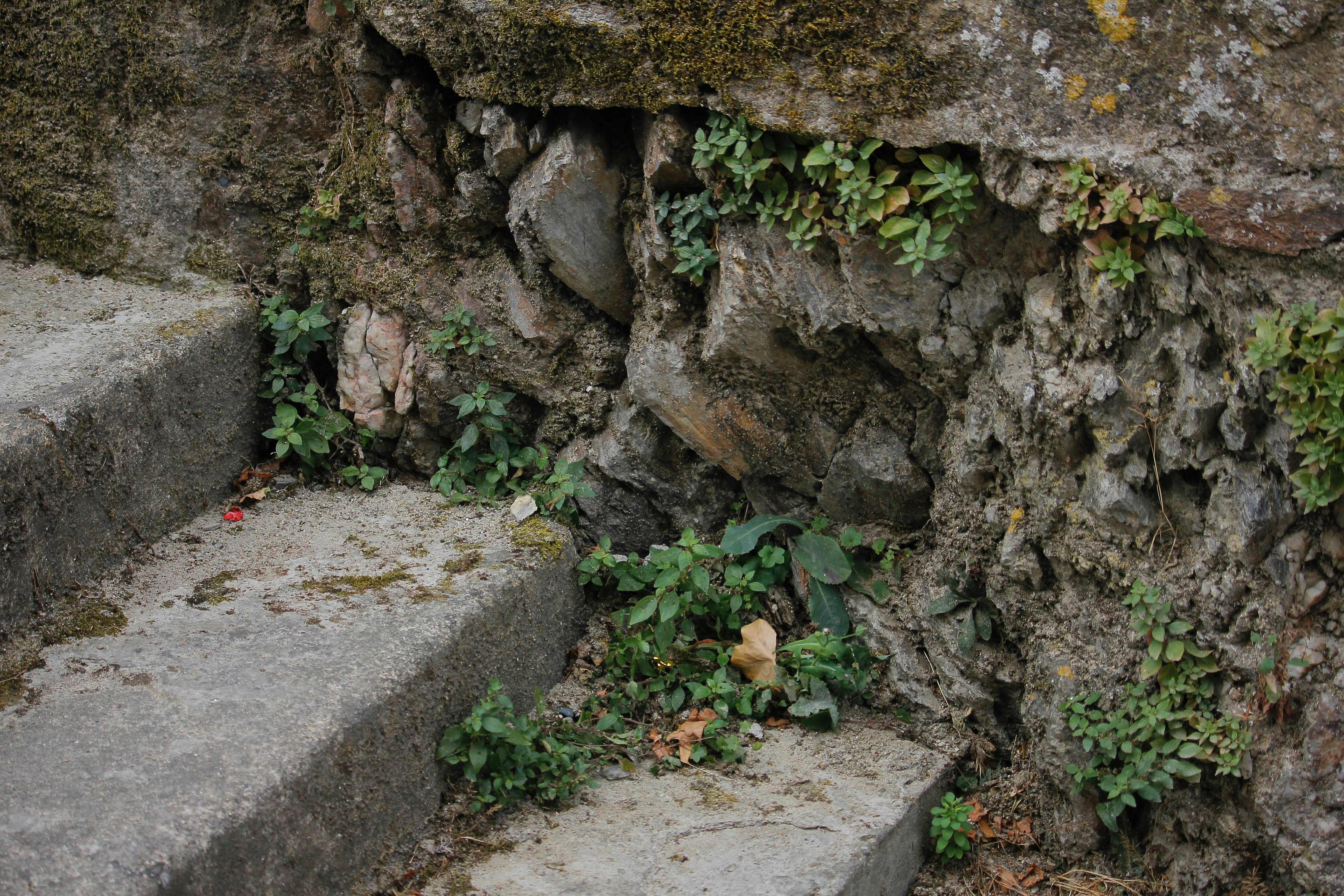 Overgrown Steps at Stone Terrace