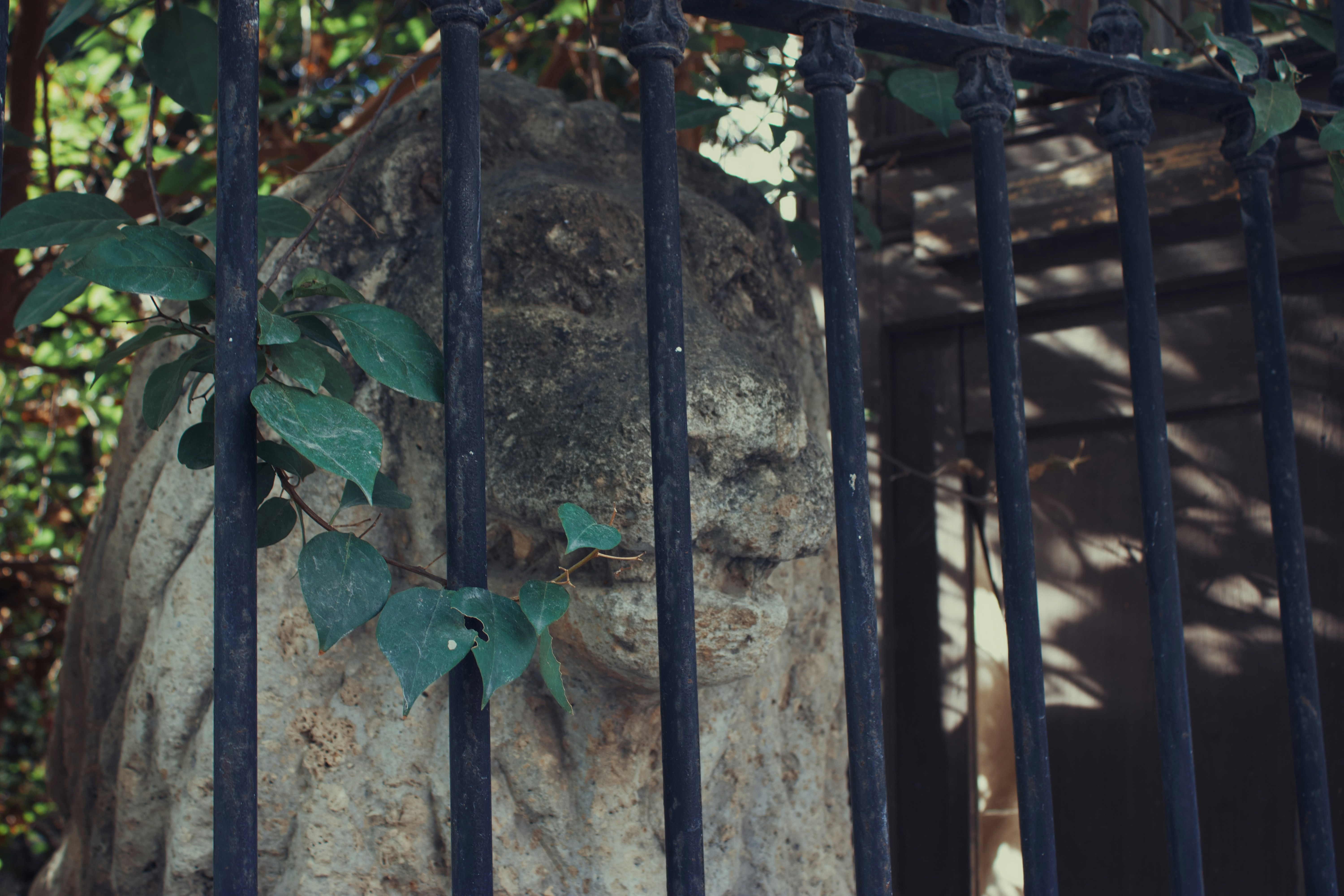 Iron Gate and Quiet Stone: A Sunlit Fence Framing a Weathered Rock