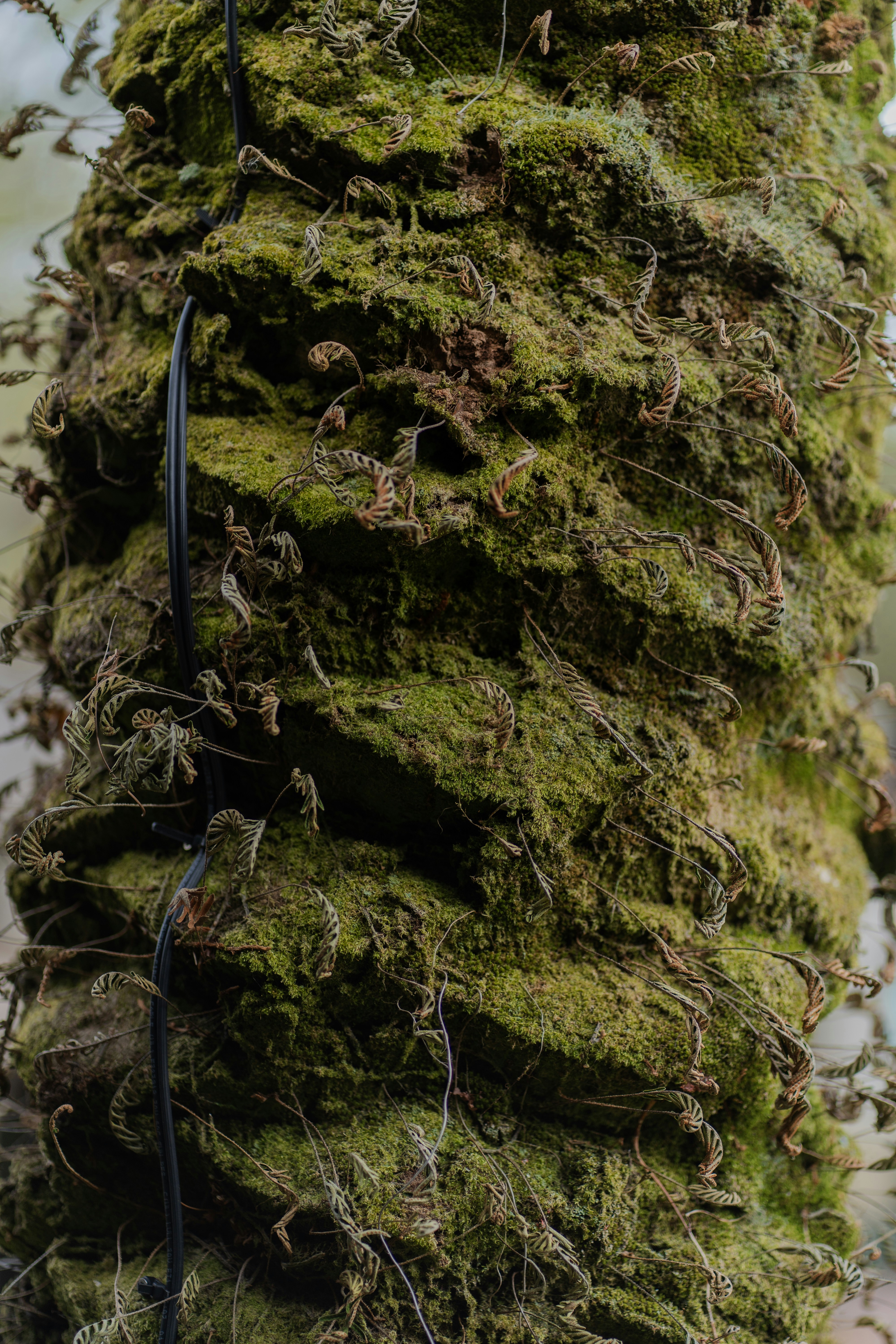 Moss-Covered Obelisk Strung with Coiled Tendrils and Wiring