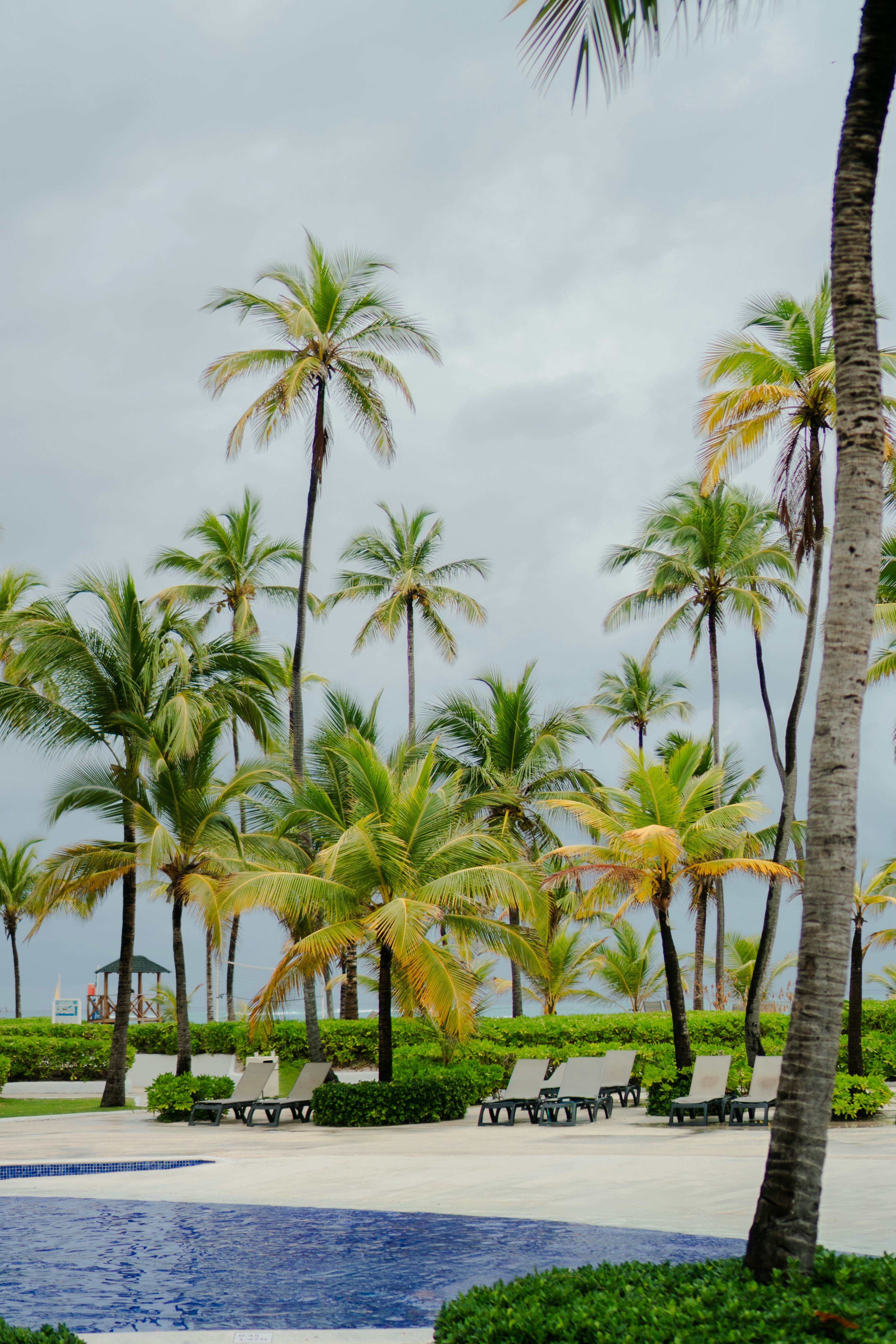 Palm Avenues by the Poolside