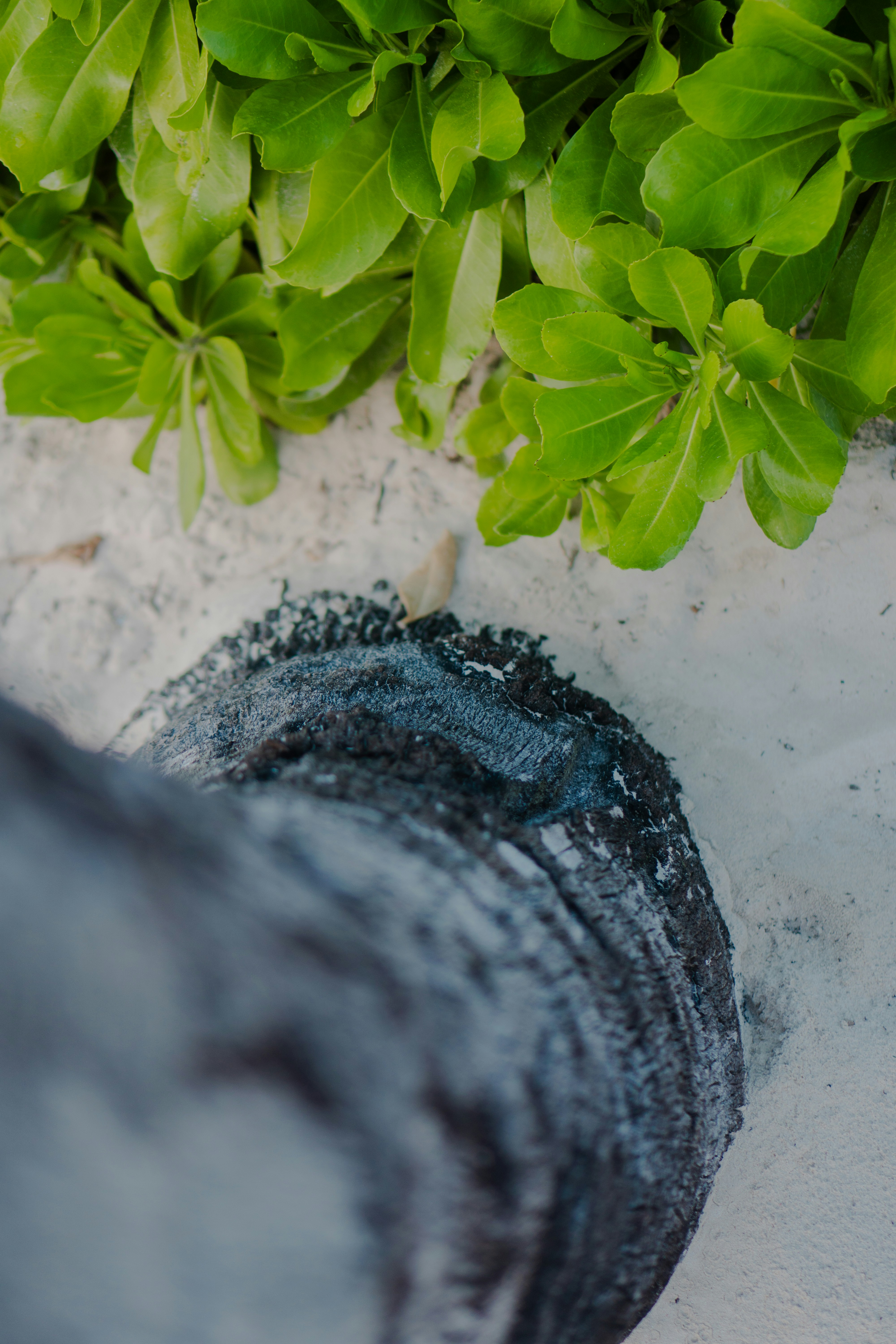 Grounded Vines and a Trunk: Greenery Framing a Sand-Soaked Shore