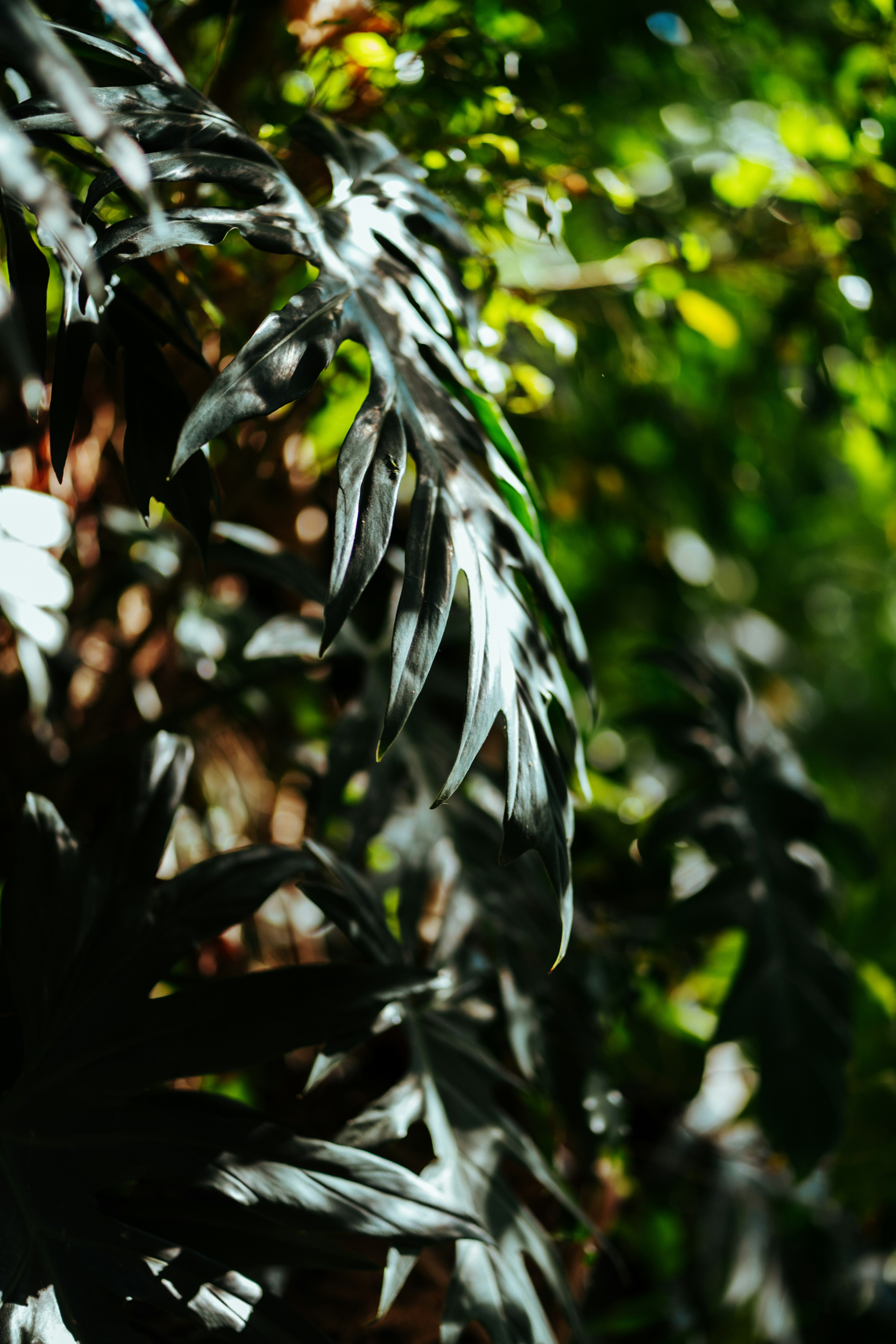 Sunlit Ferns in Depth: A Quiet Corner of Green