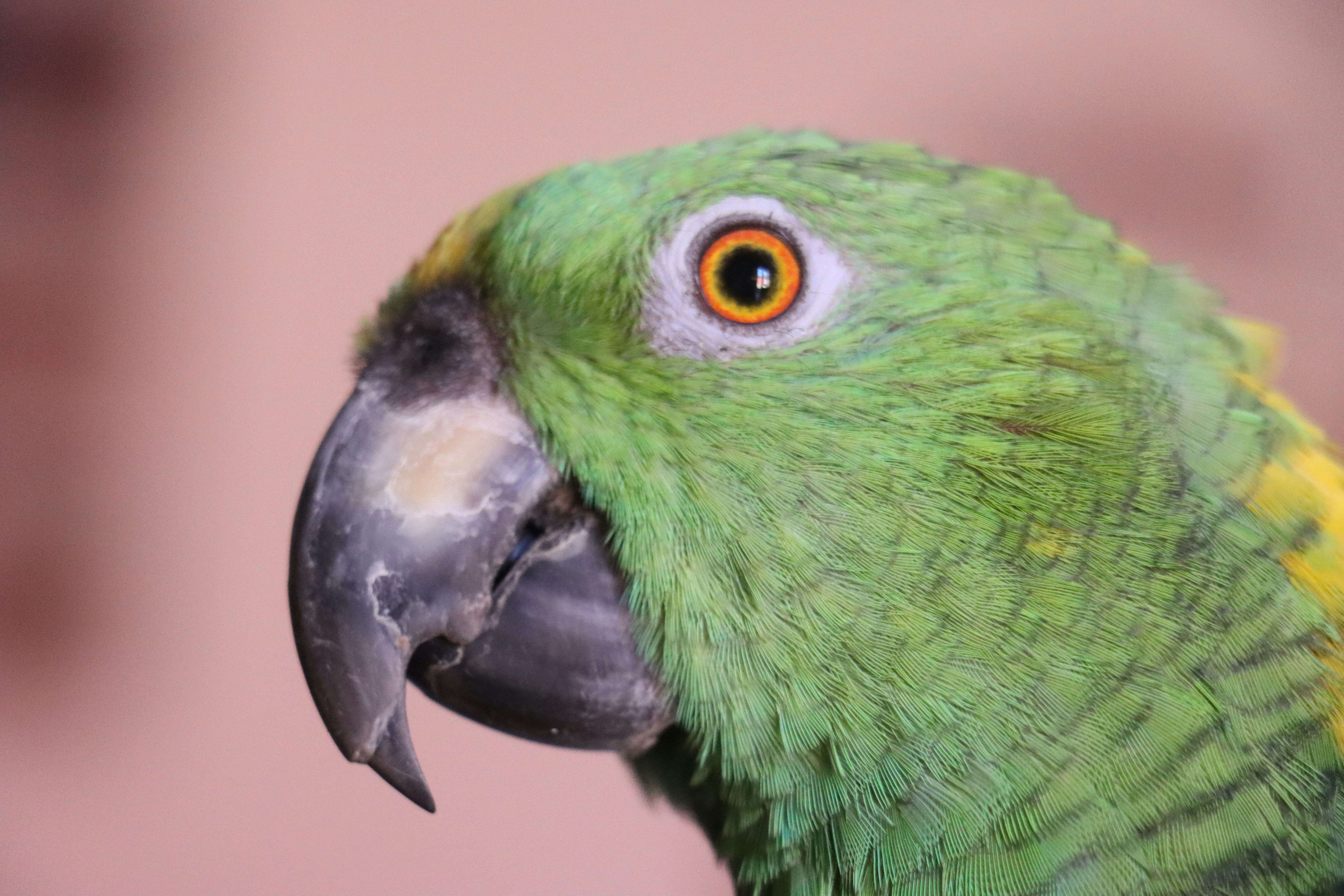 Emerald gaze: close-up of a green parrot's watchful eye