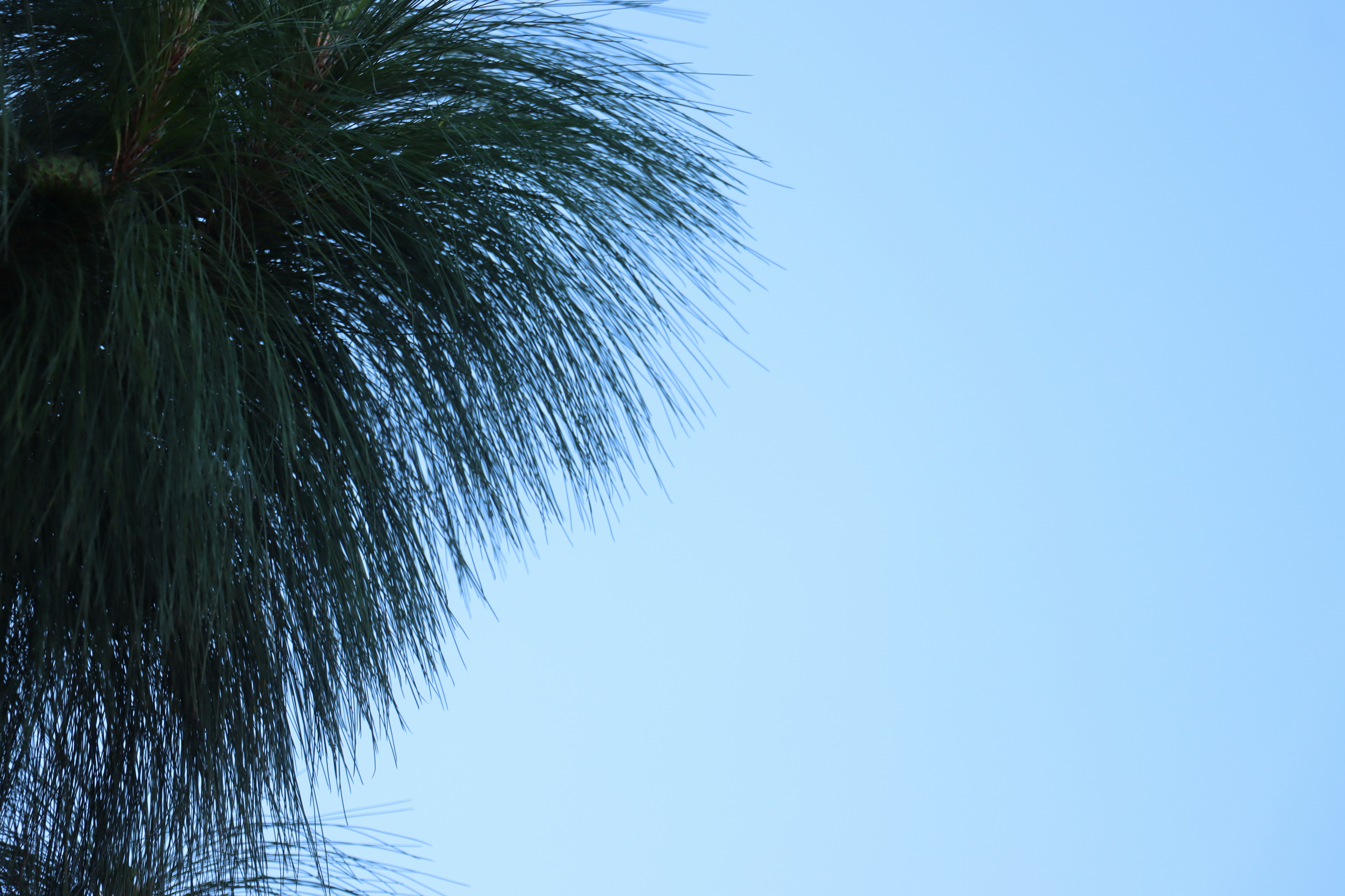 Palm canopy at the edge of a cobalt sky