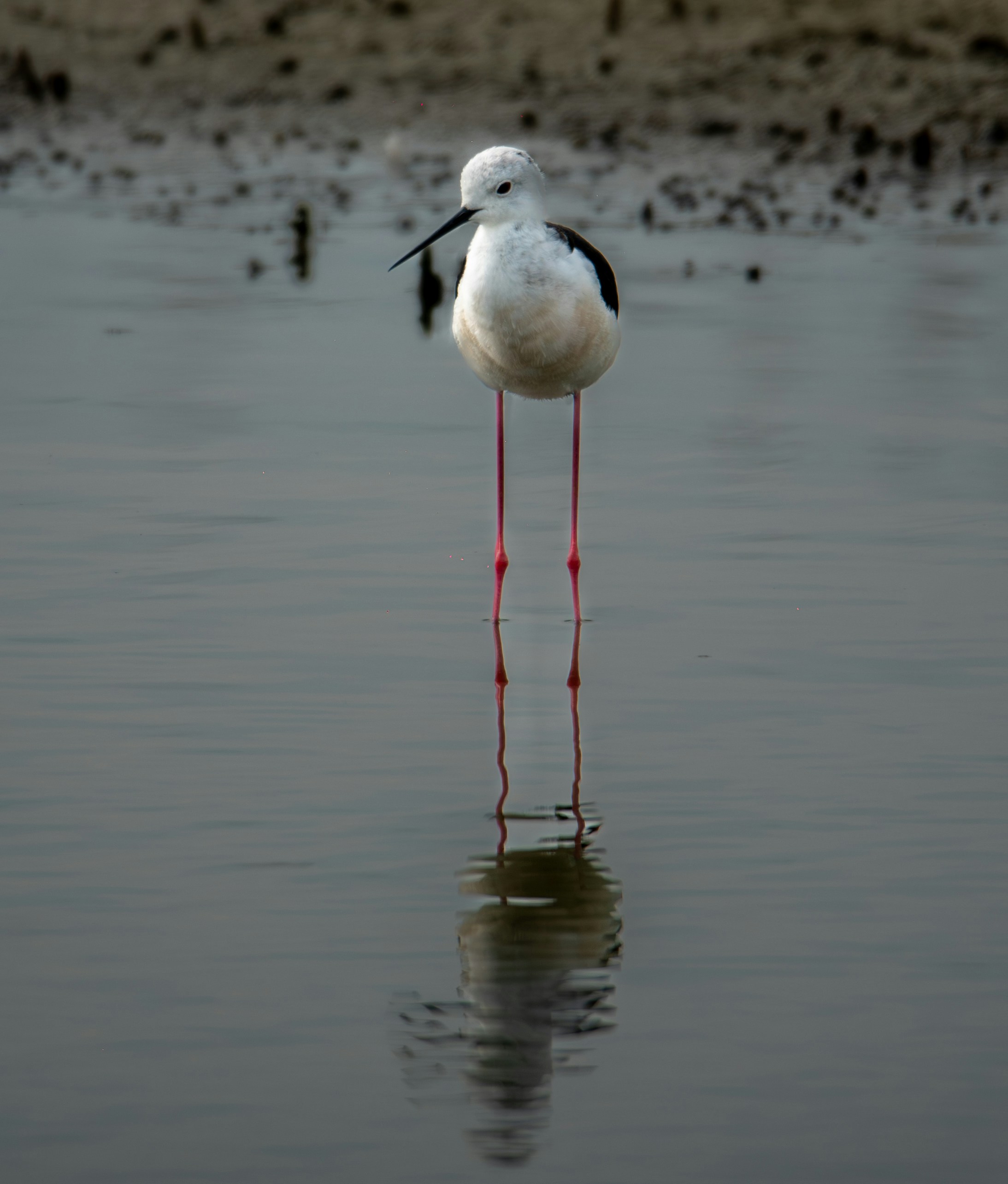 Lonely Avian Sentinel in Red-Scaled Tidal Quiet
