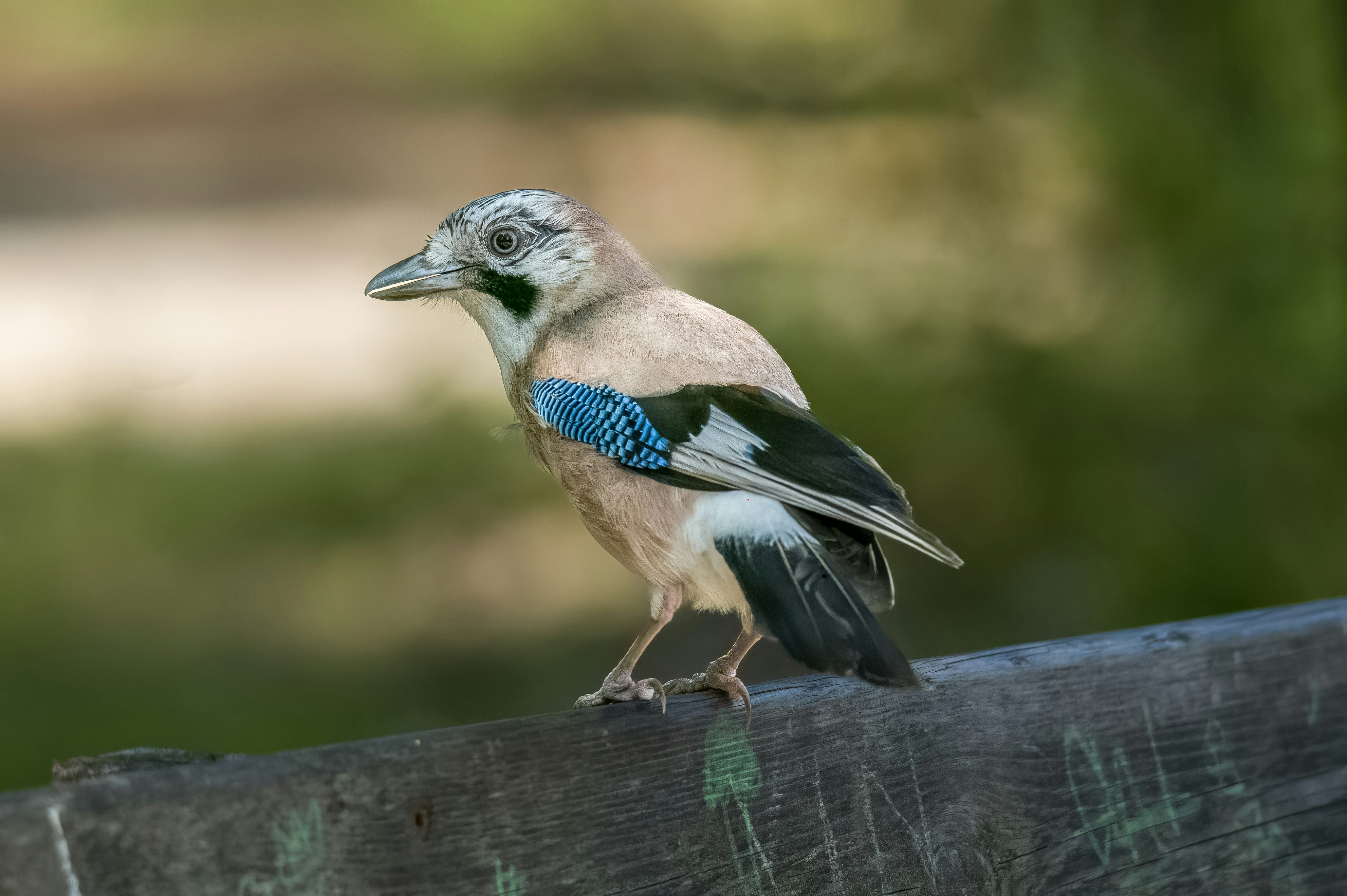 Blue-spotted Jay on a Weathered Fence