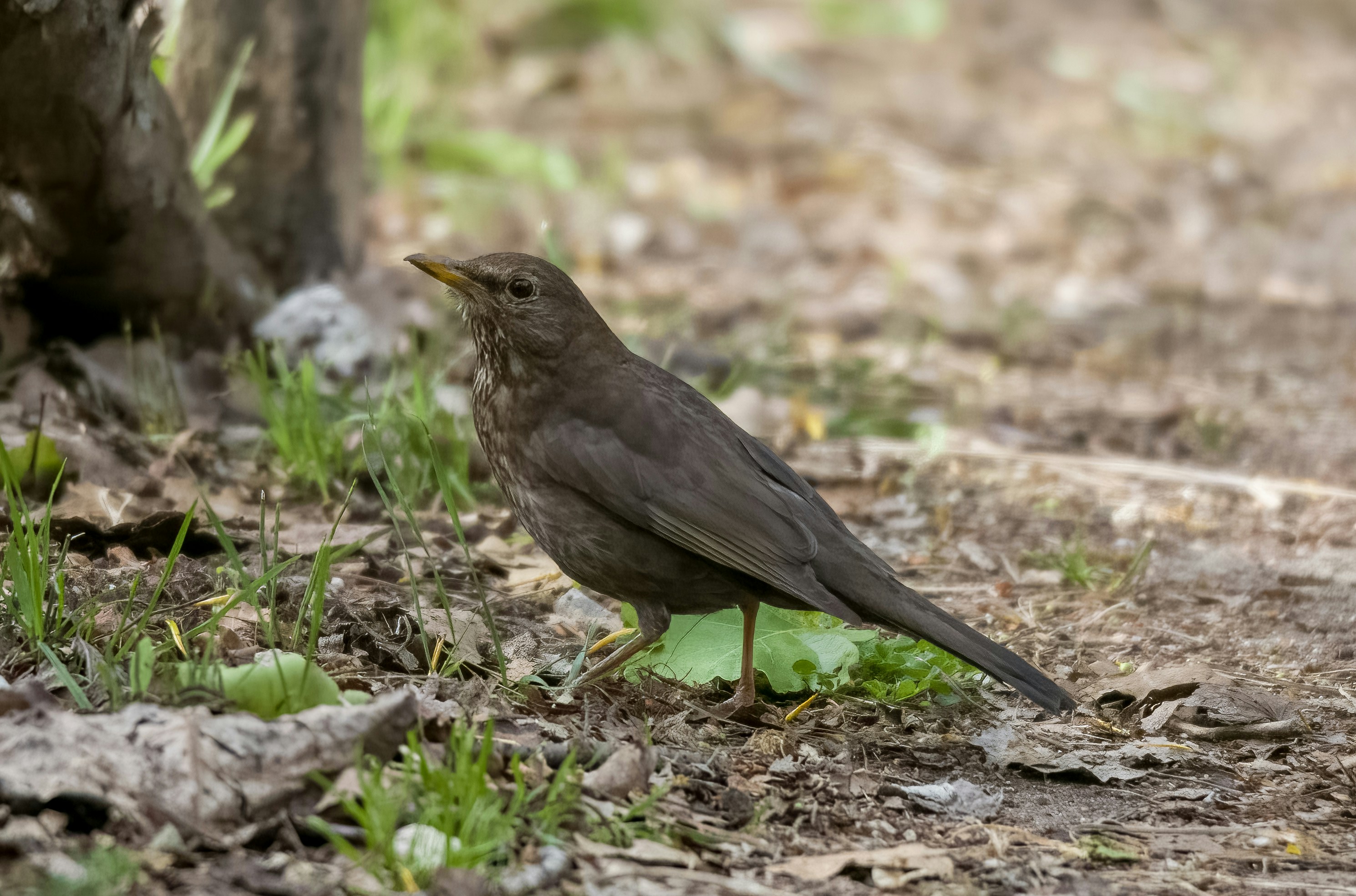 Mute-gray Warbler on a Forest Floor