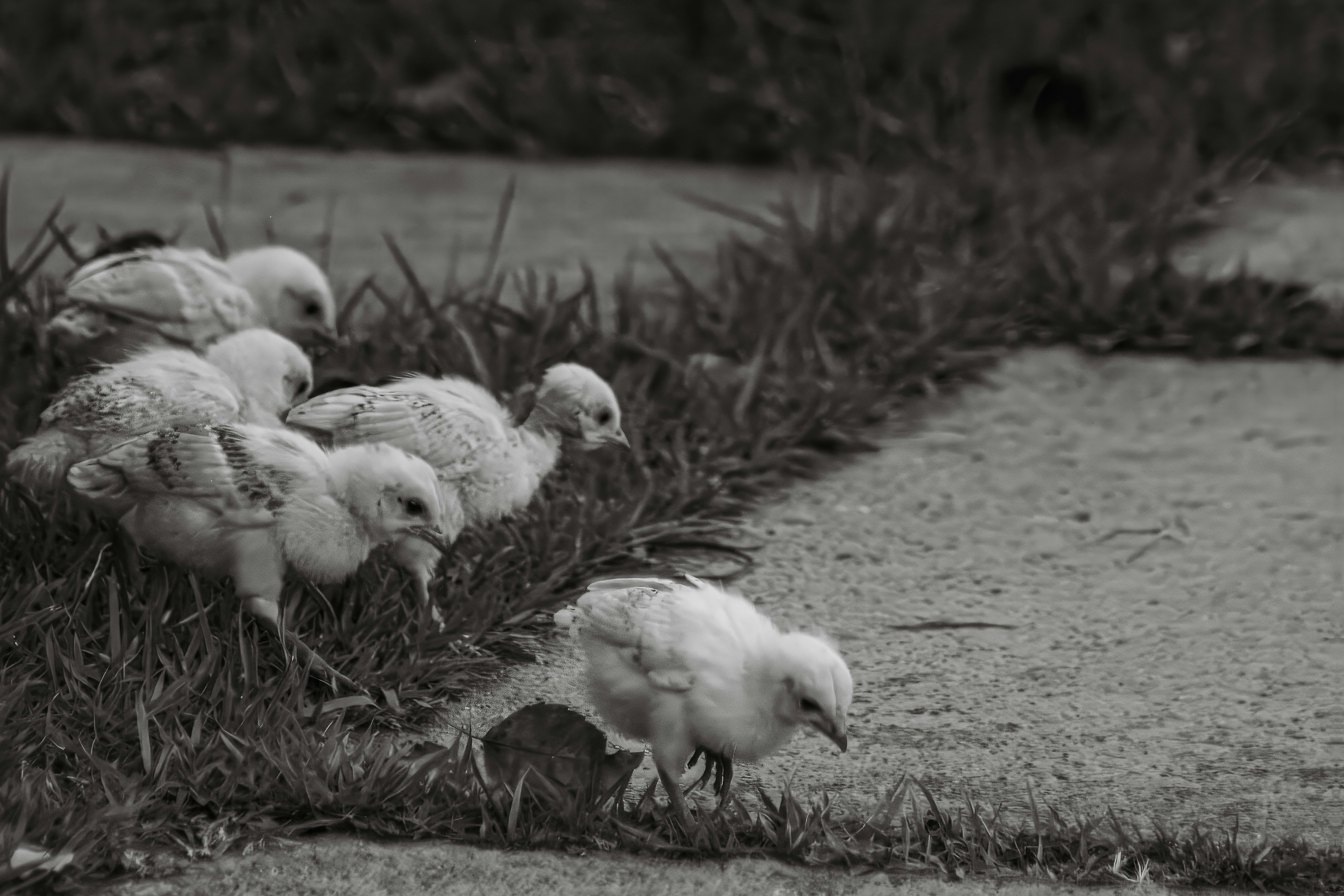 Fledglings on the Bank: A Small Colony Courting the Morning Shadow