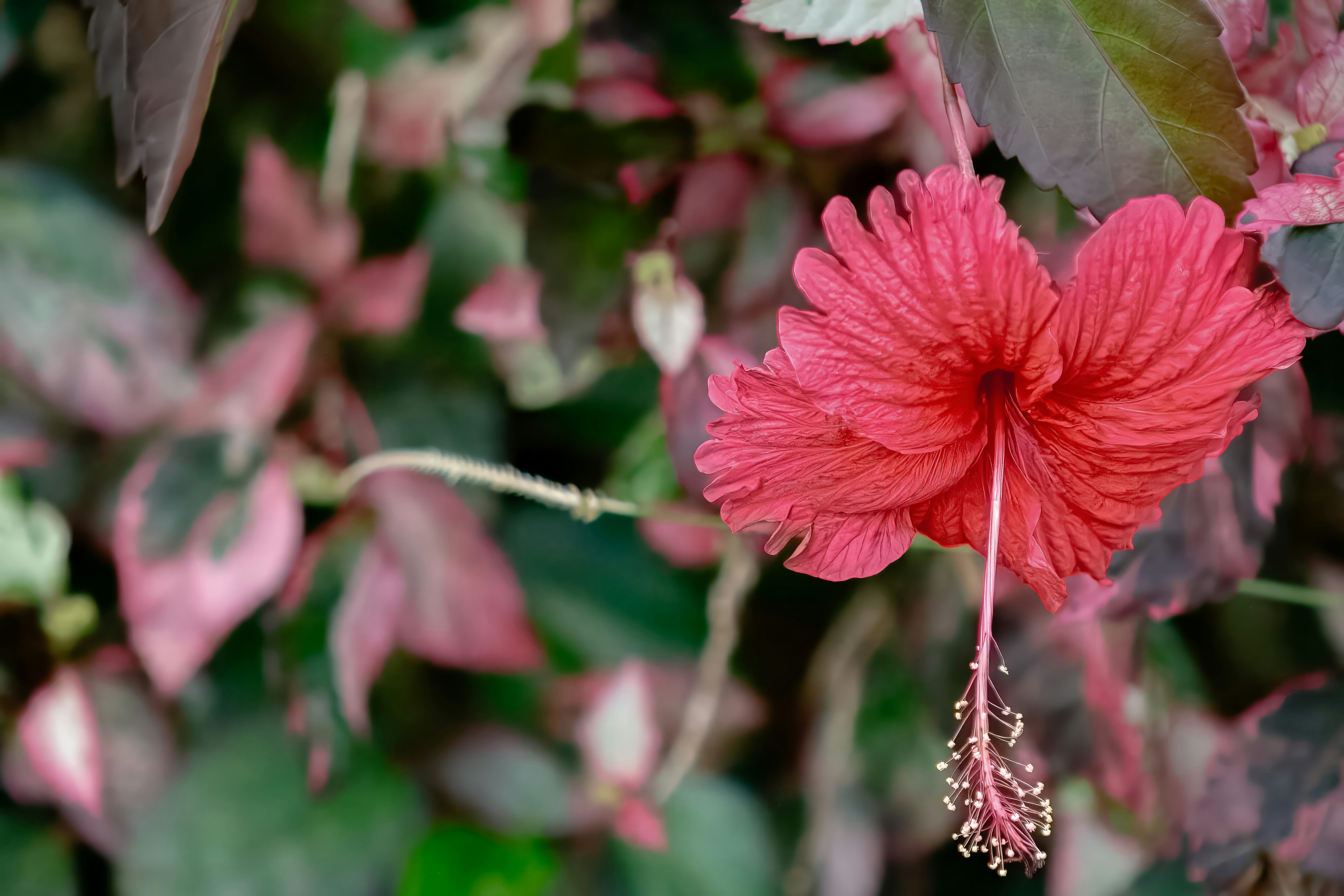 Crimson Hibiscus in Focus: A Single Bloom Among Tender Foliage