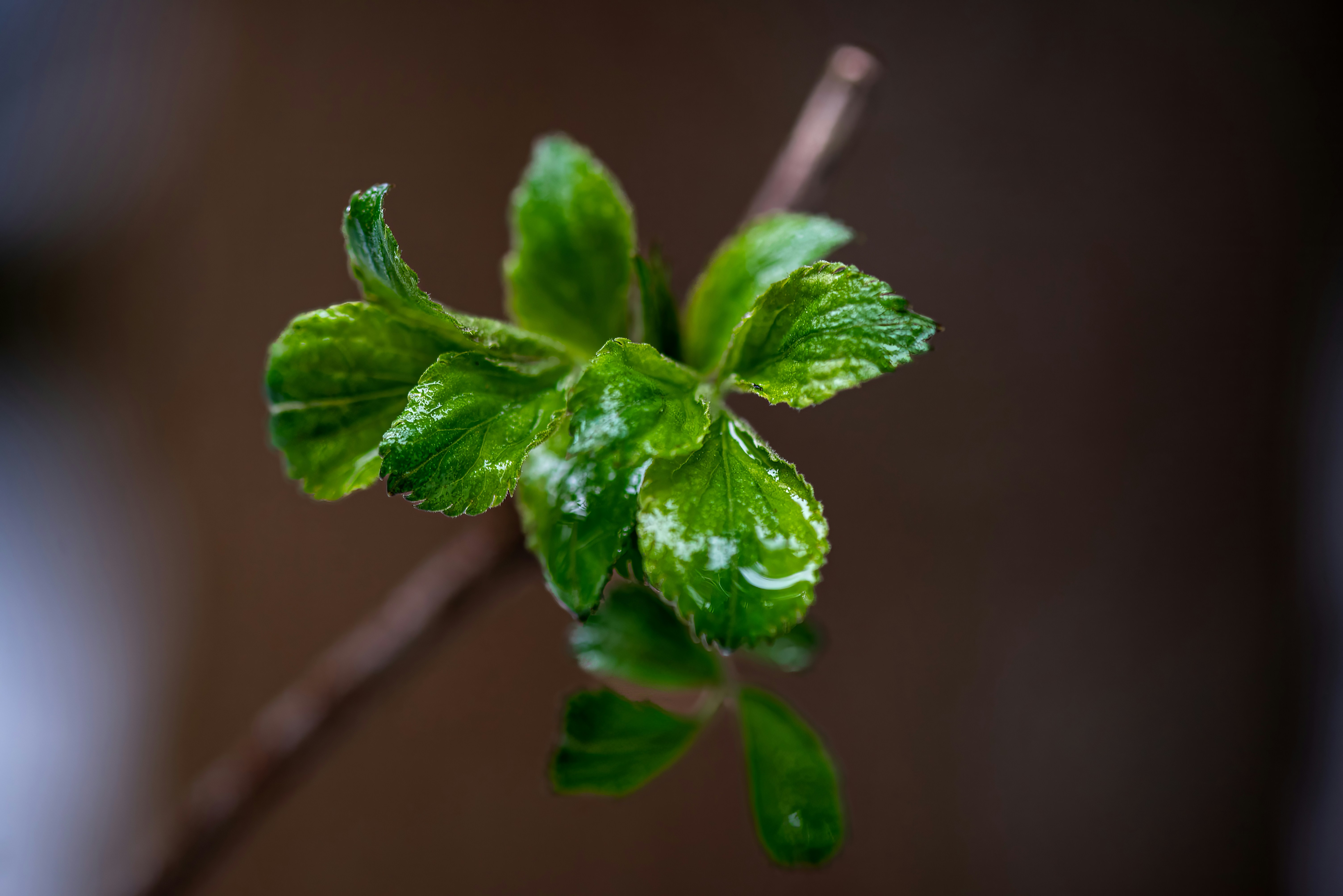 Emerald Bud: A Glimpse of Spring’s First Leaflets