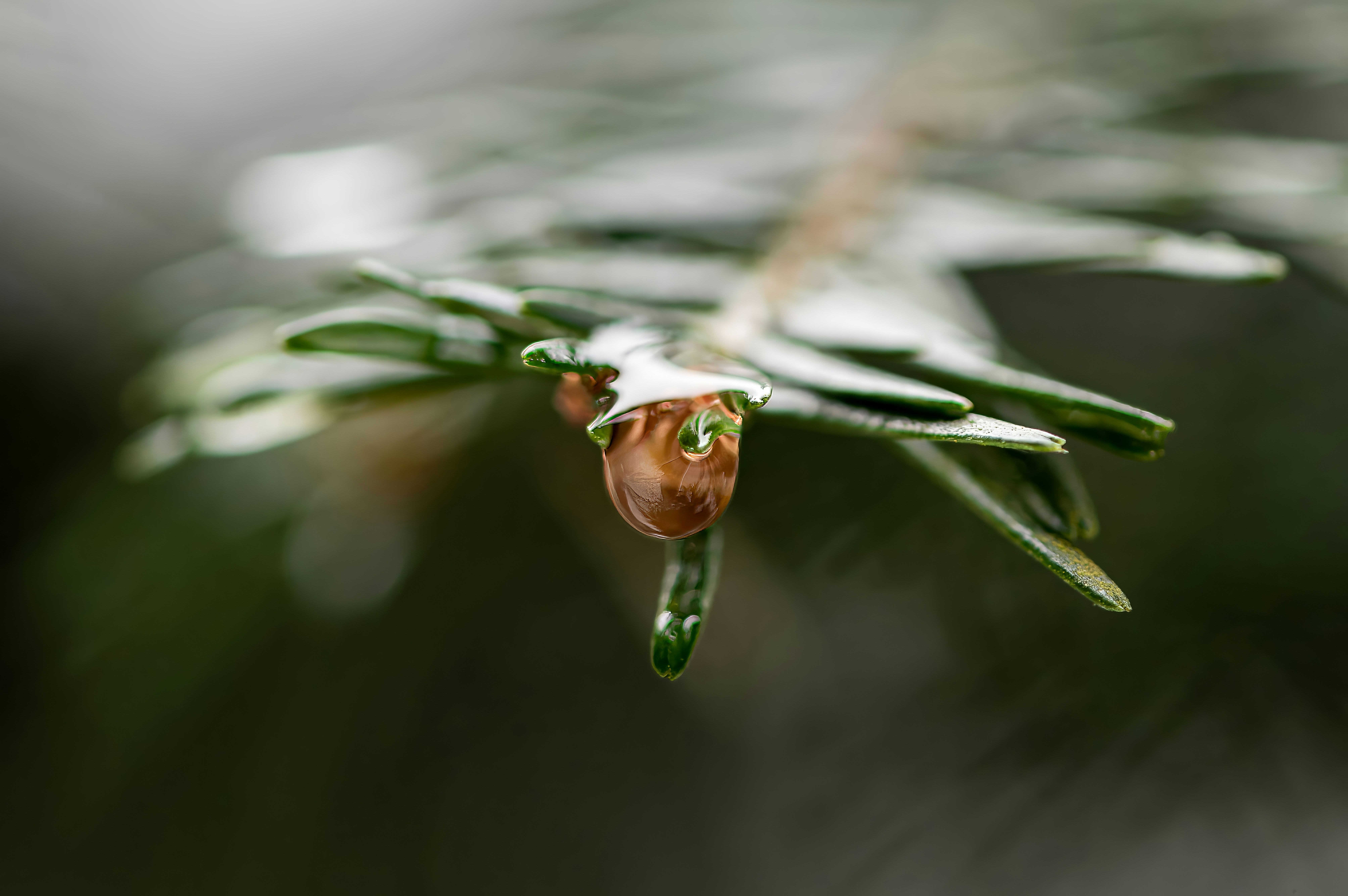 Bent droplet beneath evergreen needles—a delicate macro study of a tiny pendant