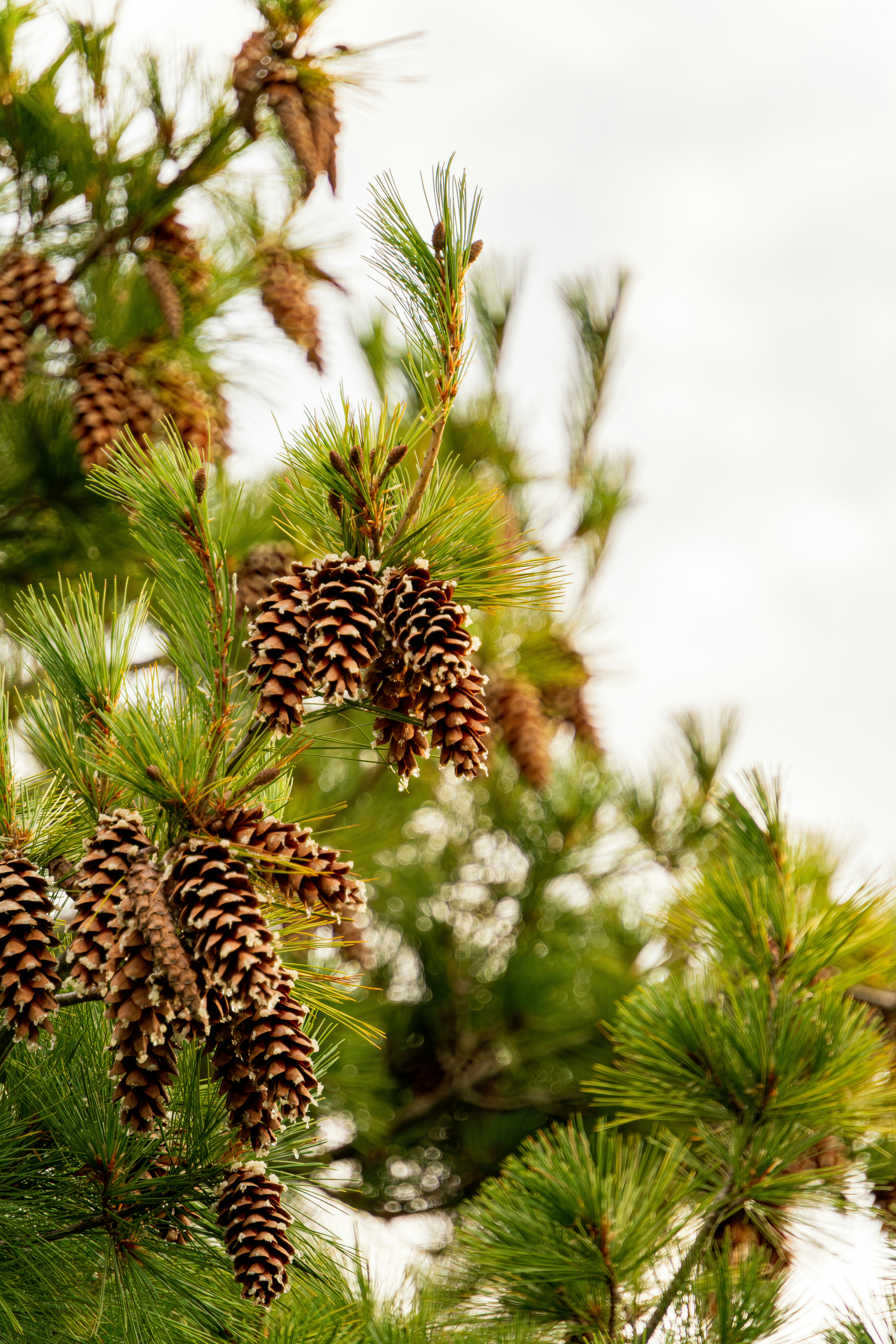 Pine Cones in Focus: A Close-Range Harvest of Texture and Pine Needles