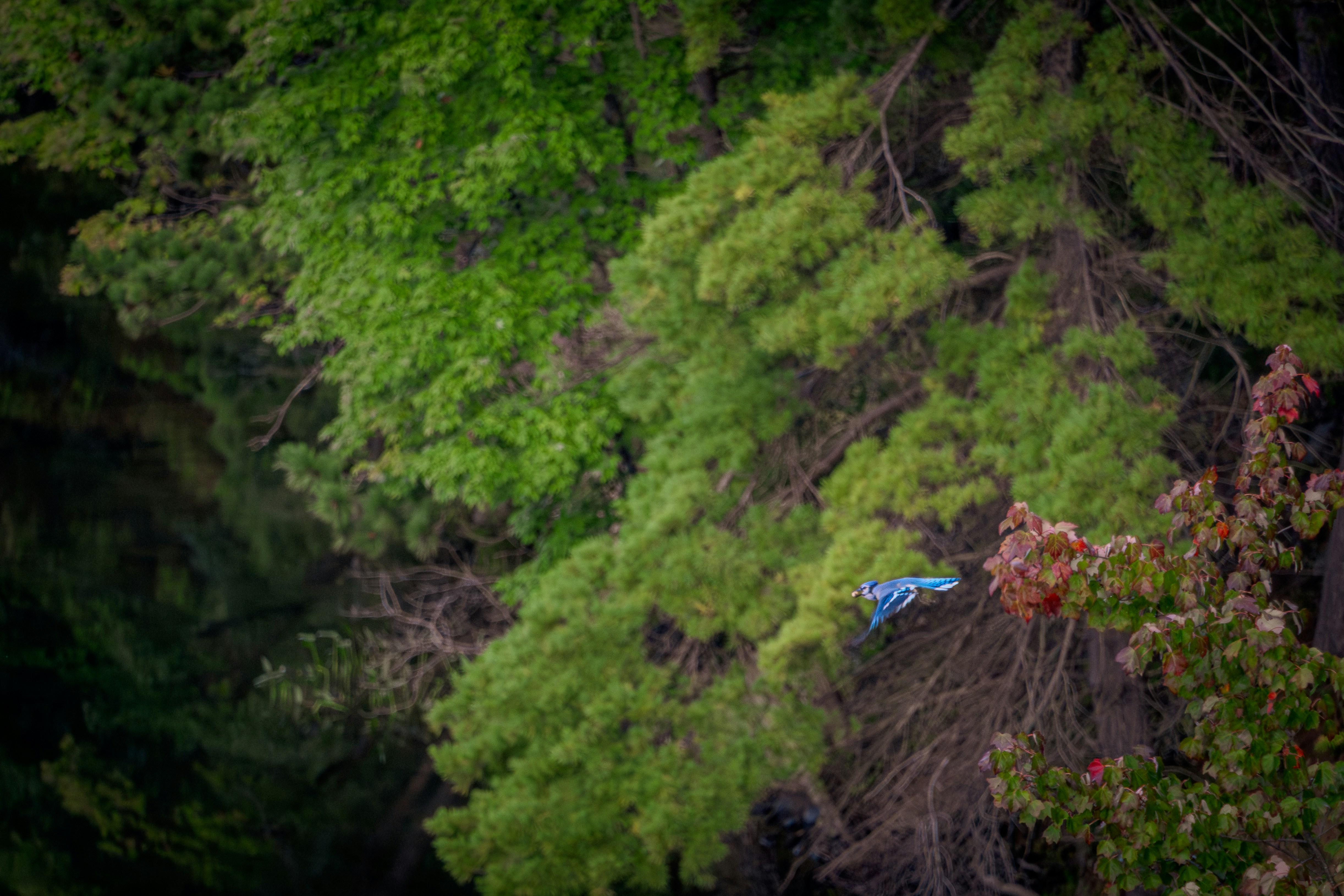 A lone blue bird flees a lush evergreen canopy