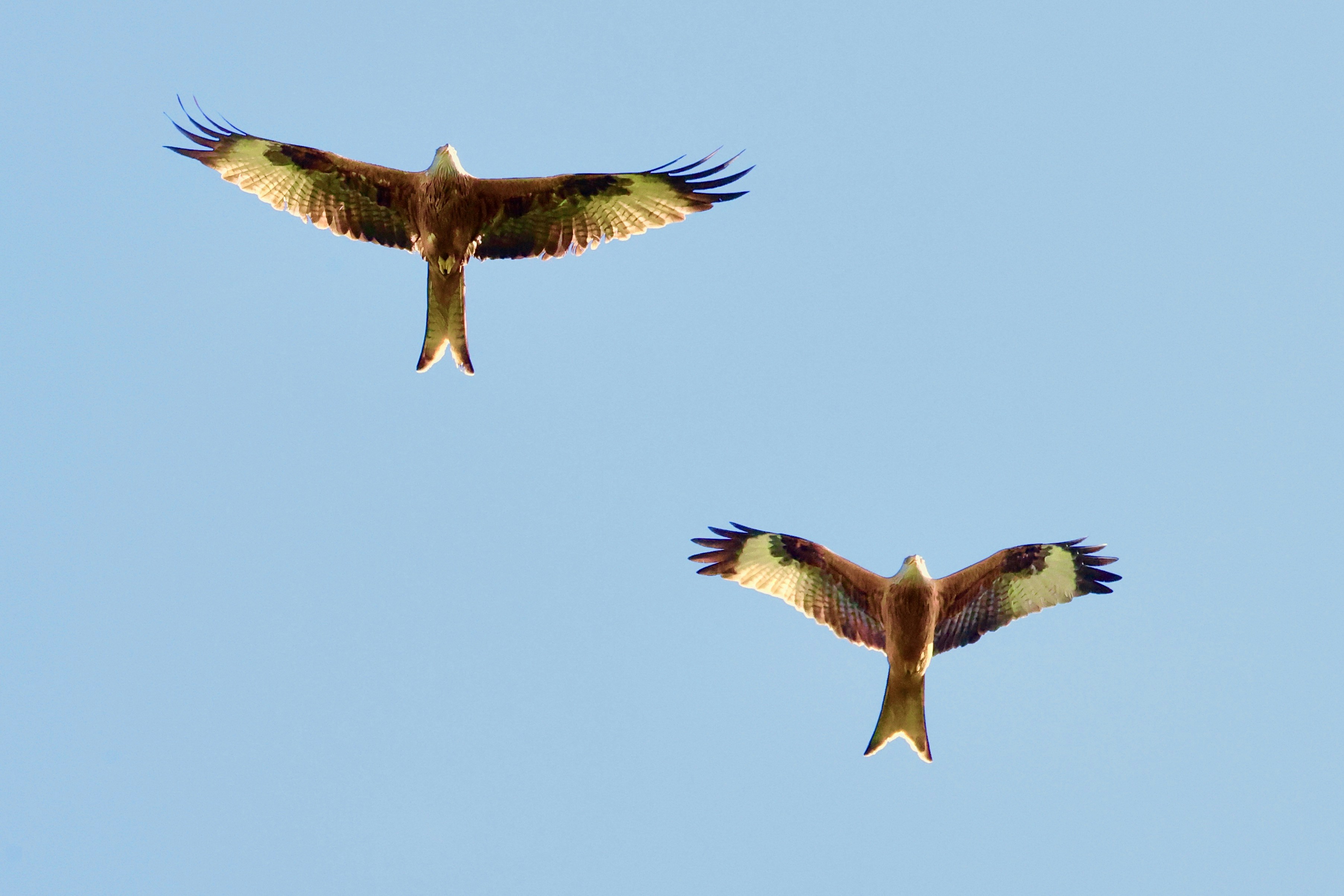 Two Golden Eagles Soaring Against a Clear Sky